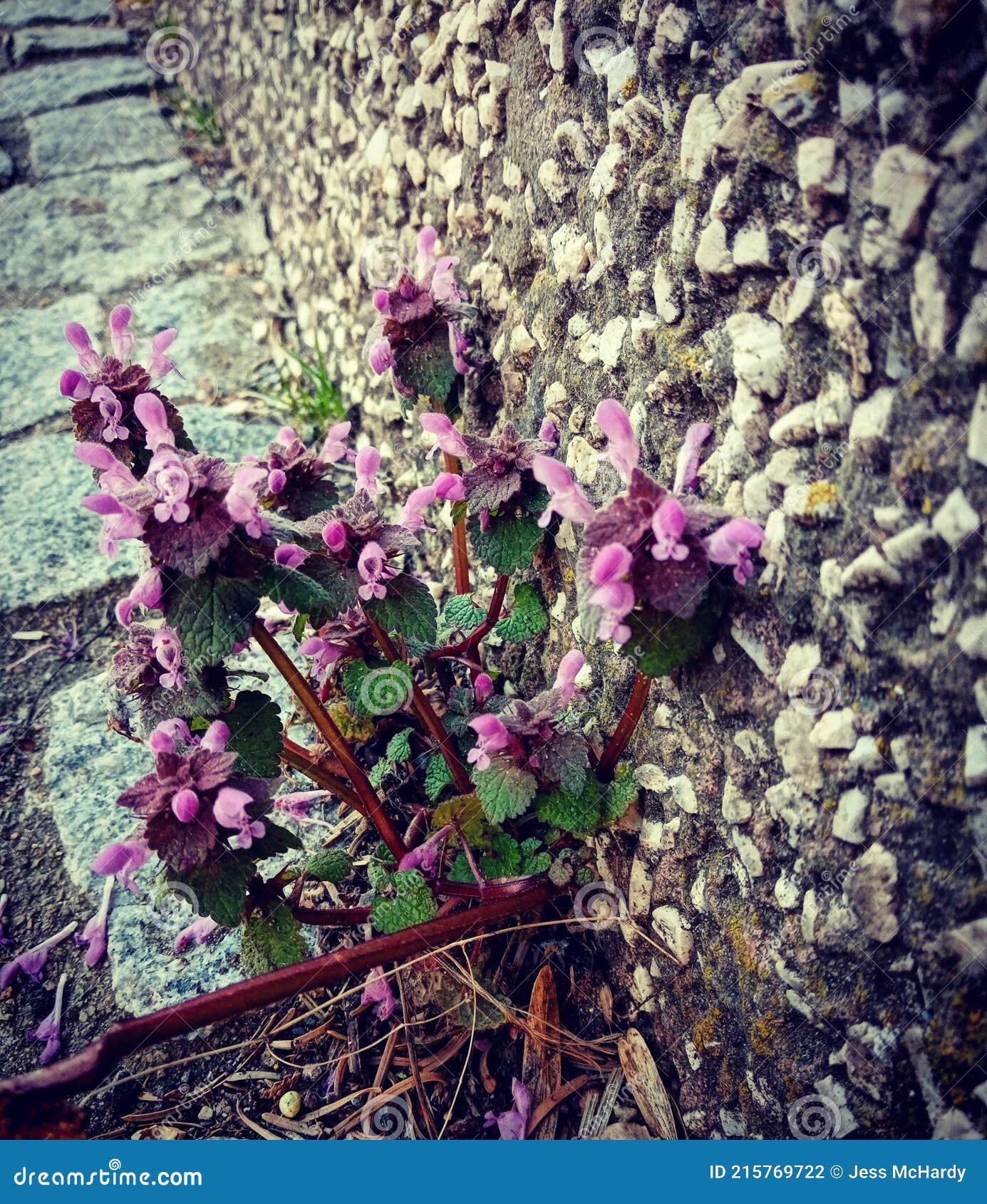Pink pavement flower stock photo. Image of petal, blossom - 215769722