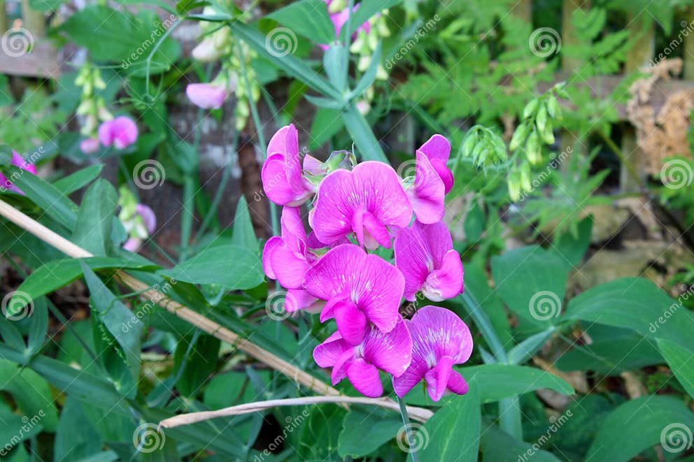 Pink Pea Blossom Cluster 01 Stock Photo - Image of floral, garden ...