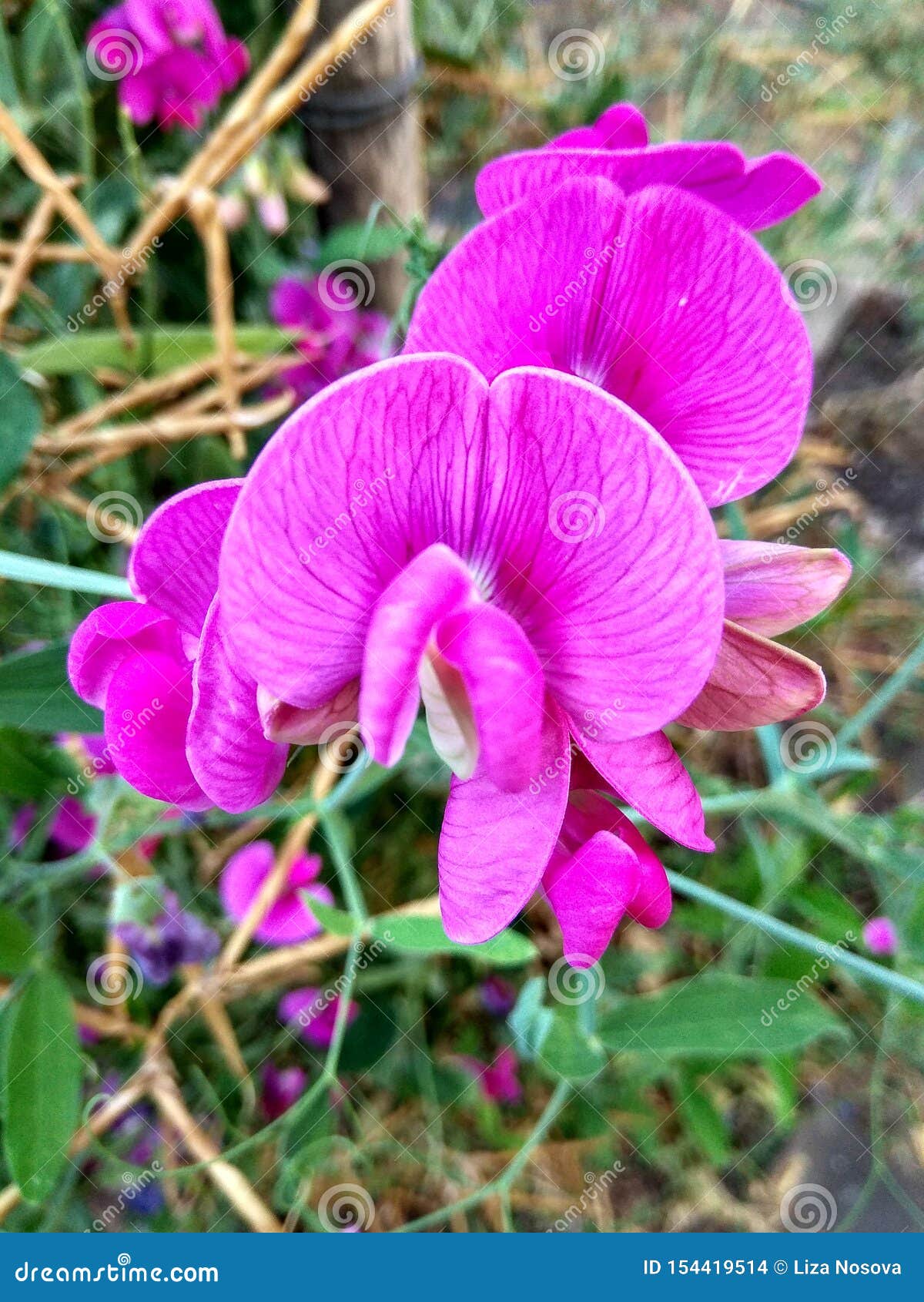 Pink Pea Flowers stock photo. Image of odor, fresh, closeup - 154419514