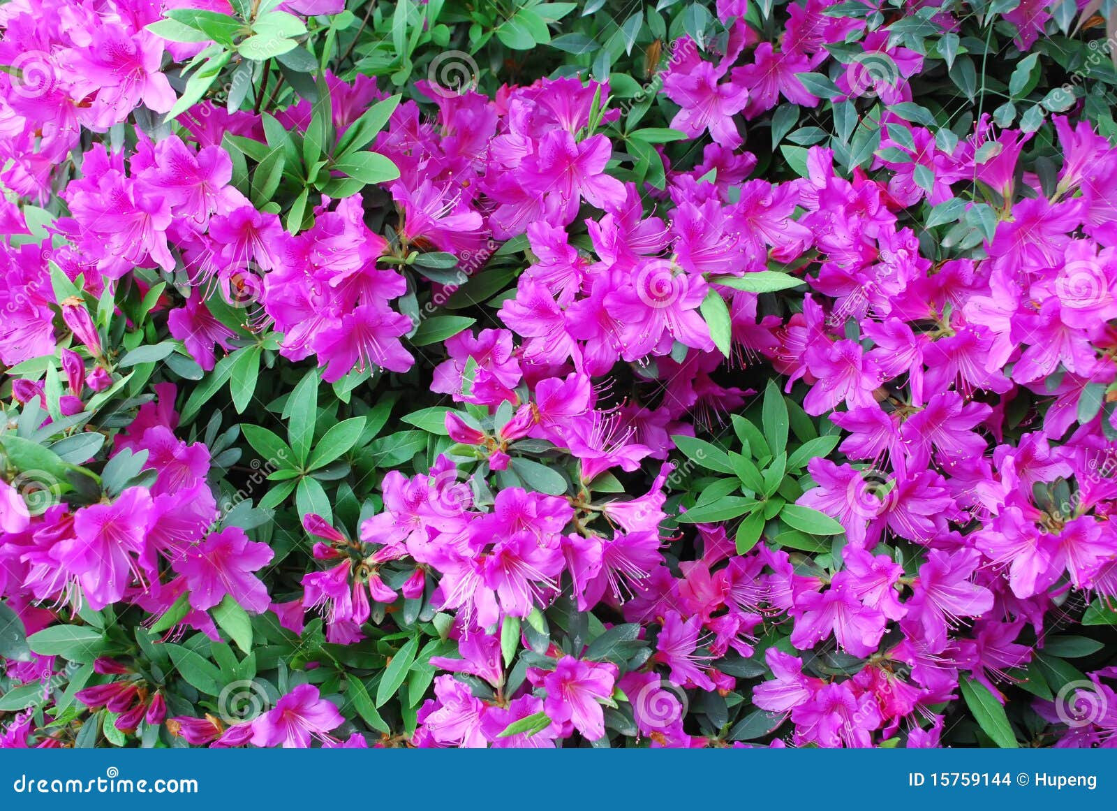 Pink peach azalea blooms stock photo. Image of bloom - 15759144