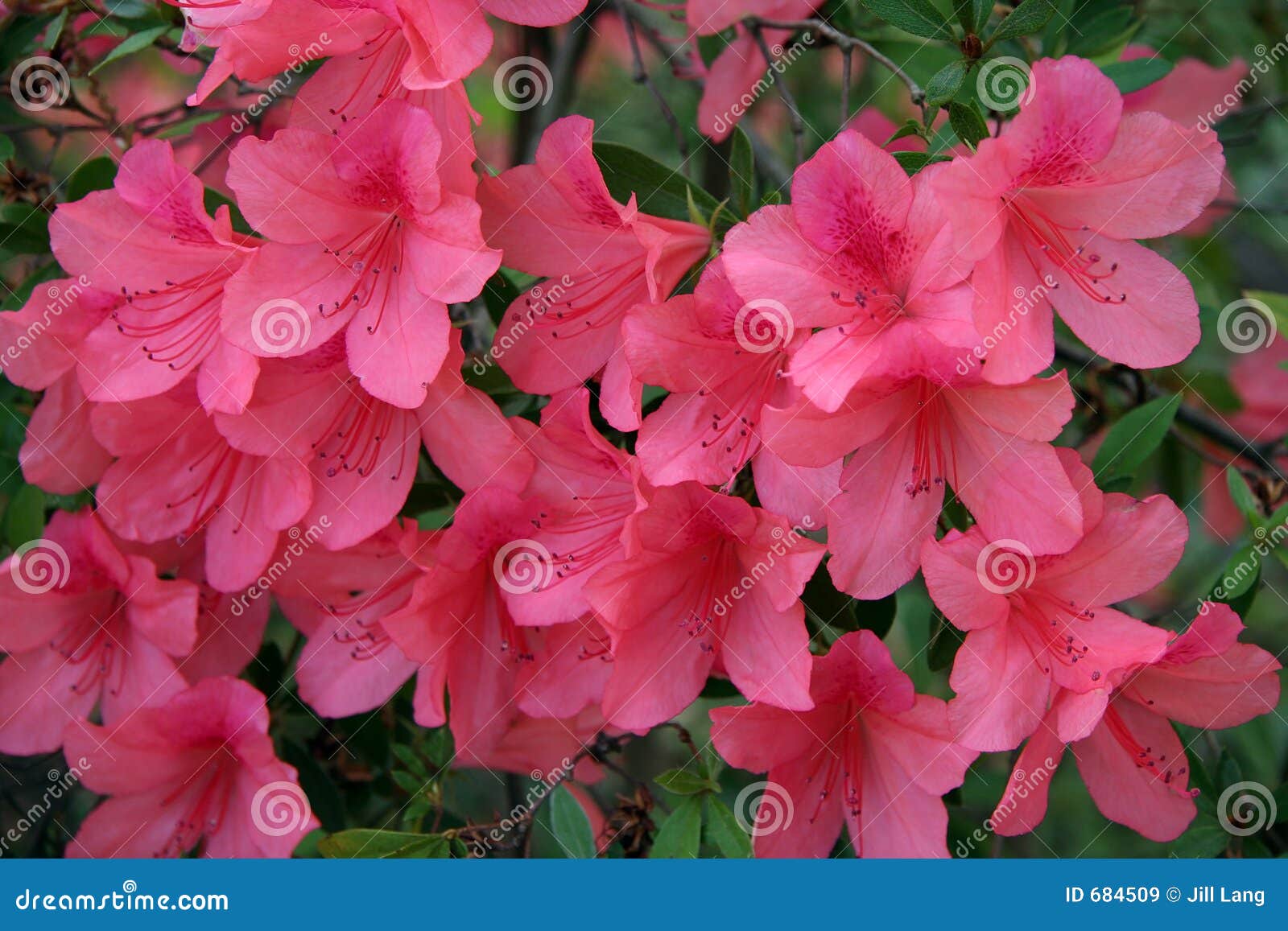 Pink Peach Azalea Blooms stock image. Image of spring, flowering - 684509