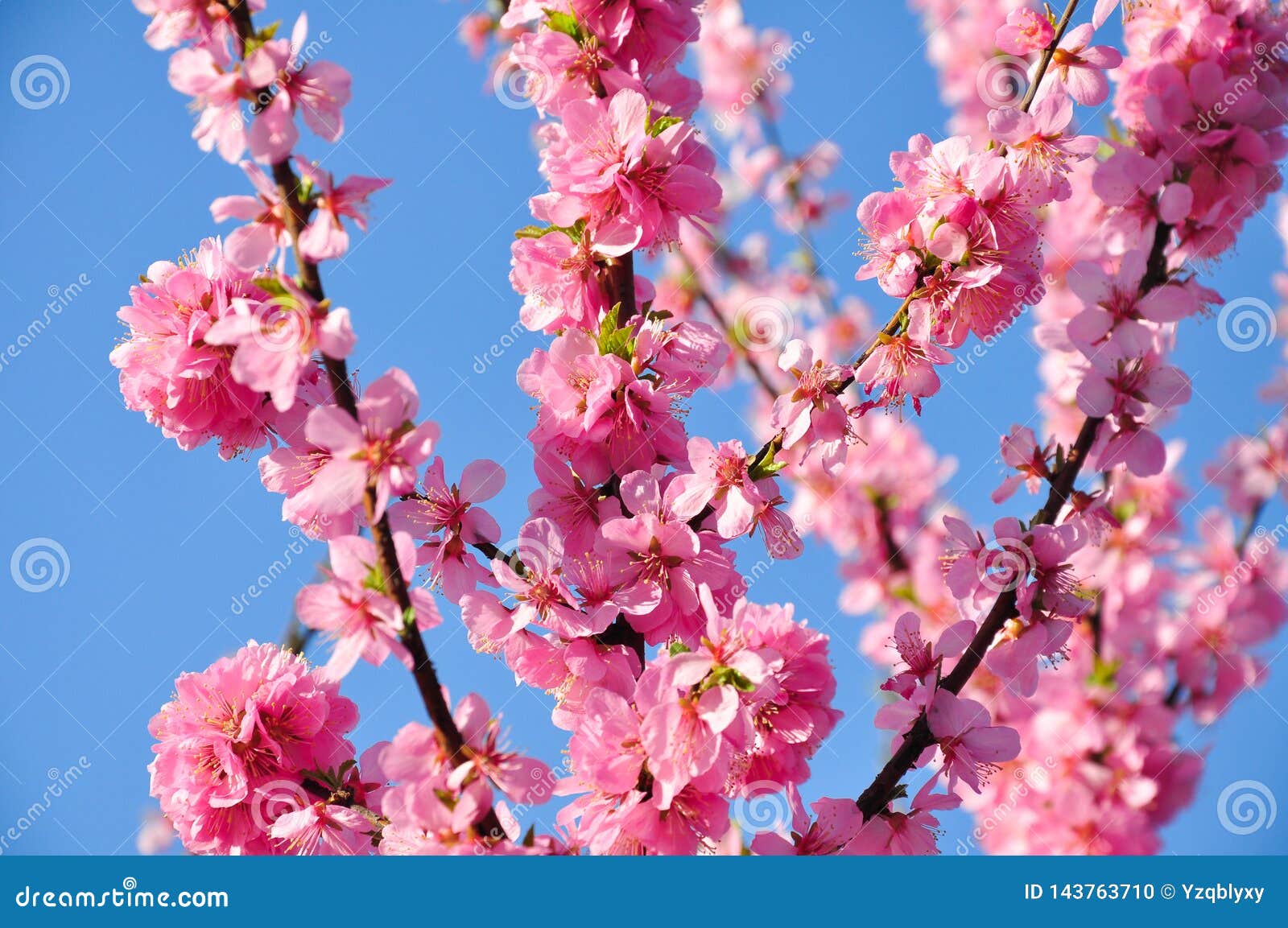 Pink Peach Blossom in Spring Time Stock Photo - Image of closeup ...