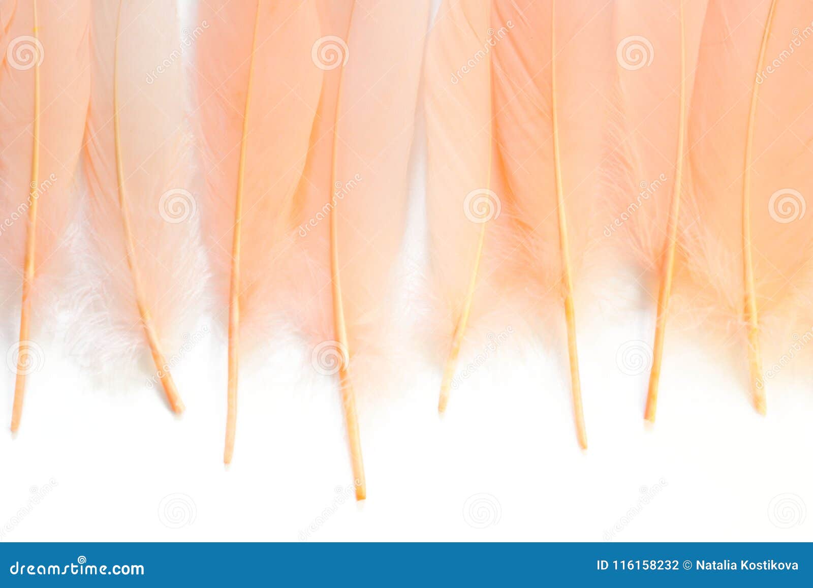 Pink and Peach Feathers. White Background. Stock Photo - Image of ...