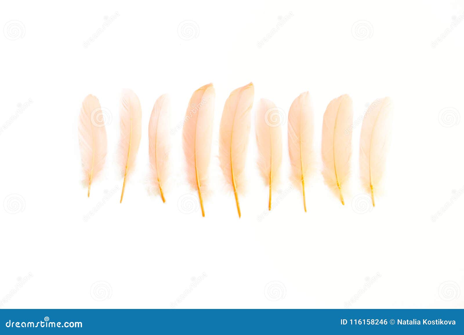 Pink and Peach Feathers. White Background. Stock Photo - Image of color ...