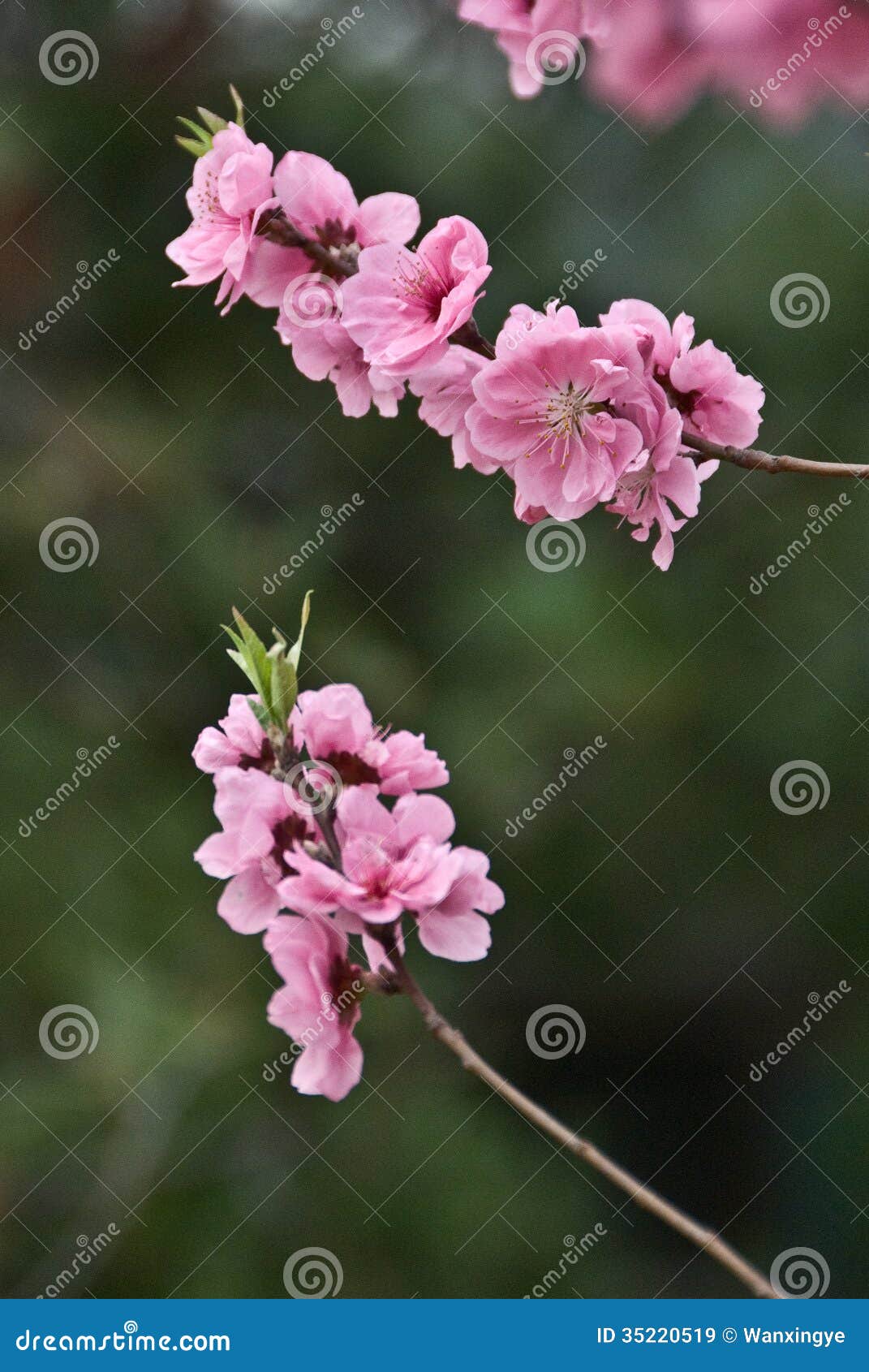 Pink Peach Flower in Full Bloom Stock Image - Image of peach, pink ...