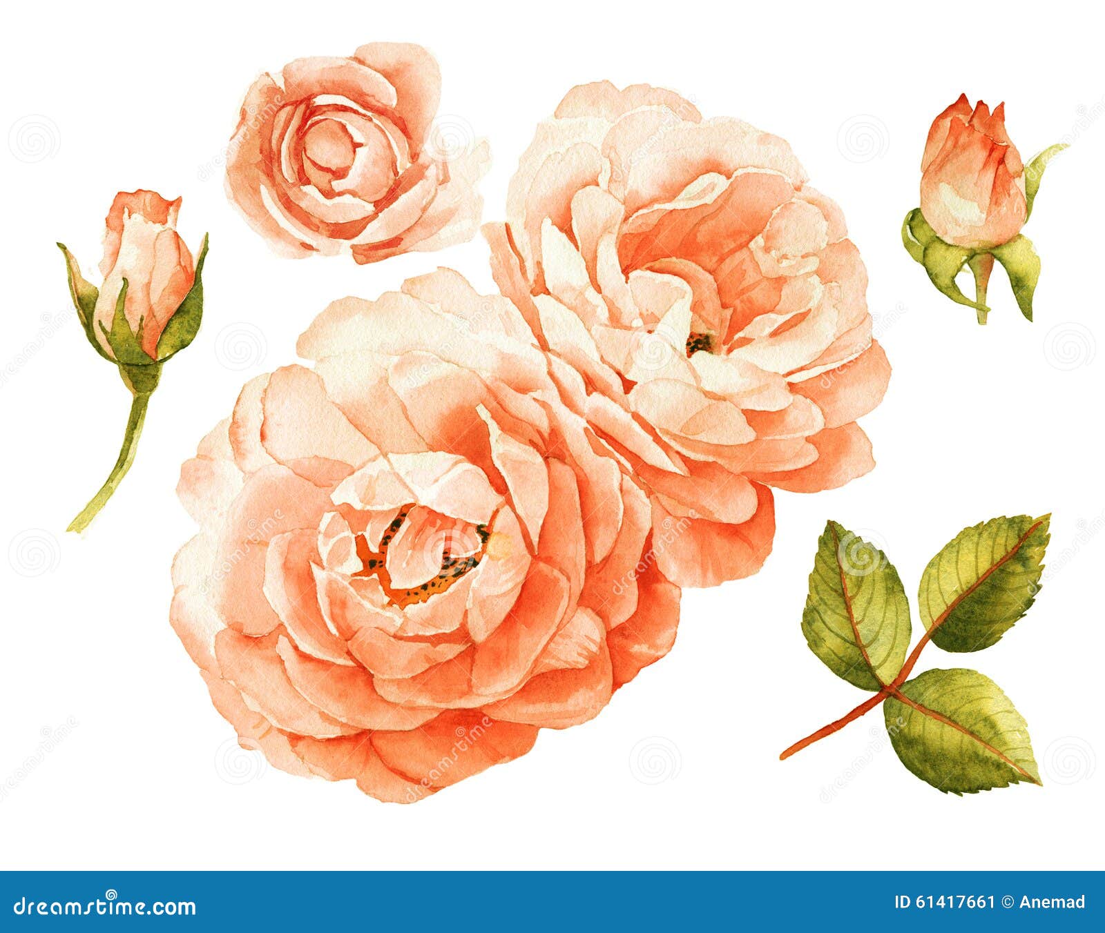 Pink-peach Roses Watercolor Elements Stock Illustration - Illustration ...