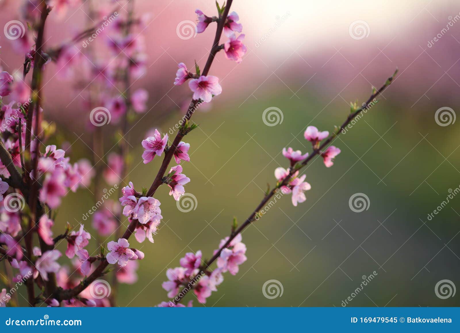 Pink Peach Tree in a Natural Garden during Flowering Stock Image ...