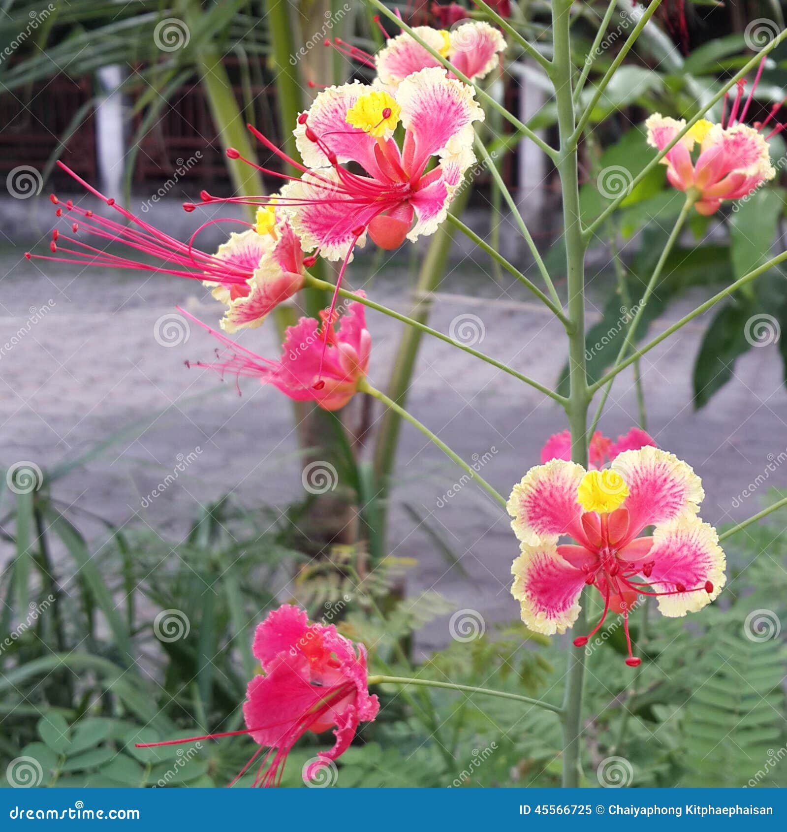 Pink peacock flower stock image. Image of morning, house - 45566725