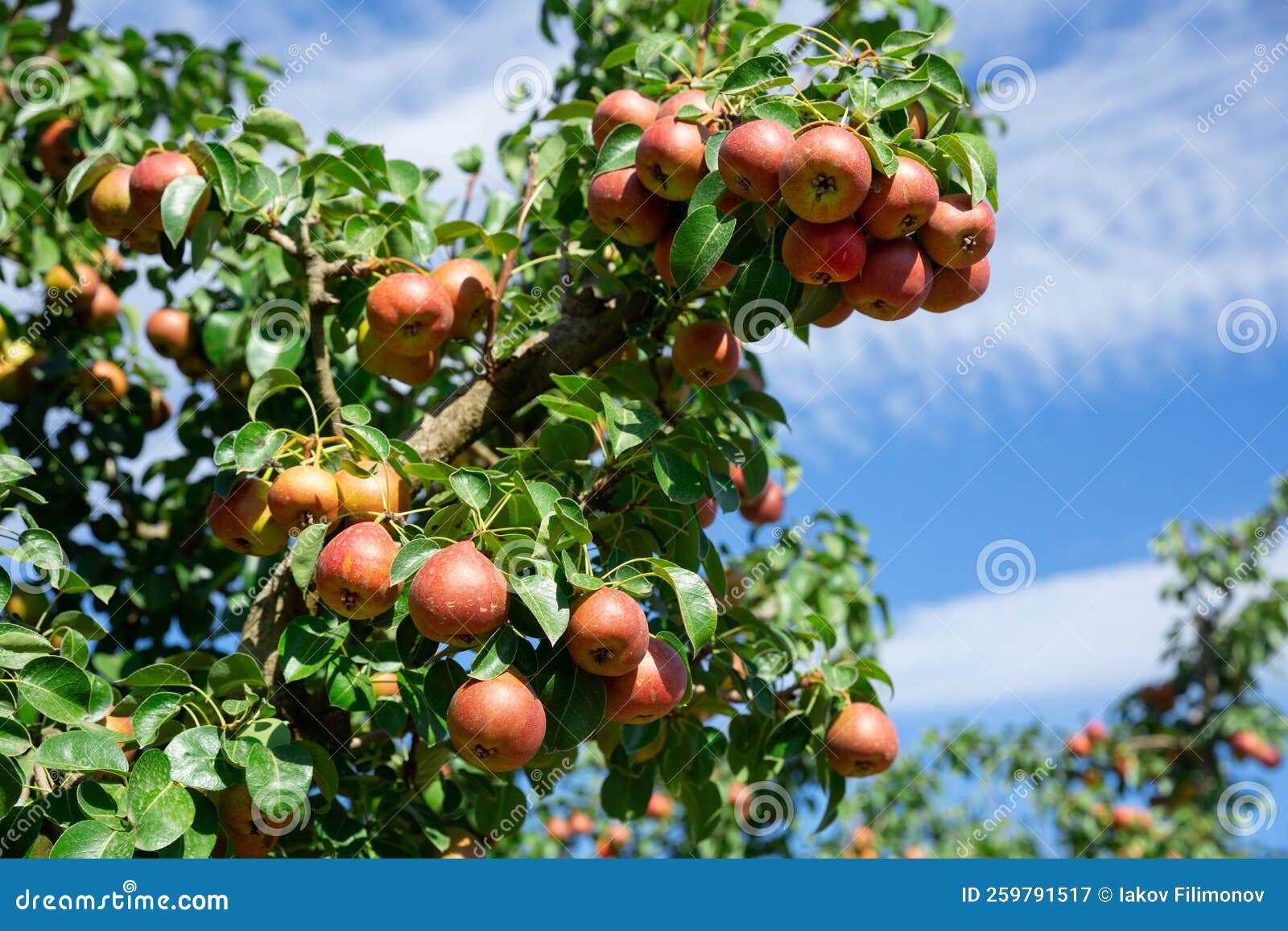 Pink pears on trees stock image. Image of grove, agrarian - 259791517