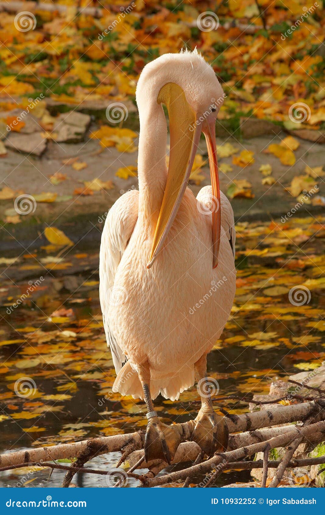Pink pelican cleaning body stock photo. Image of autumn - 10932252