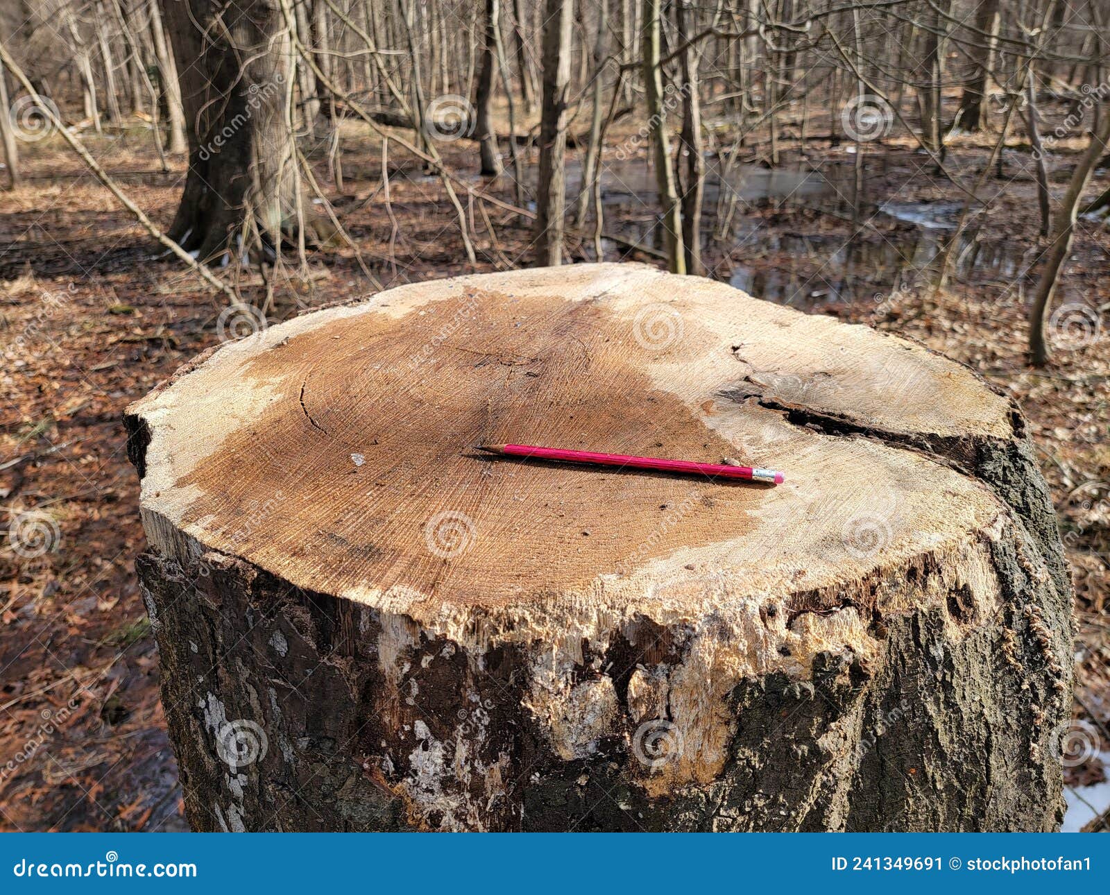 Pink Pencil on Tree Stump in Forest or Woods Stock Image - Image of ...