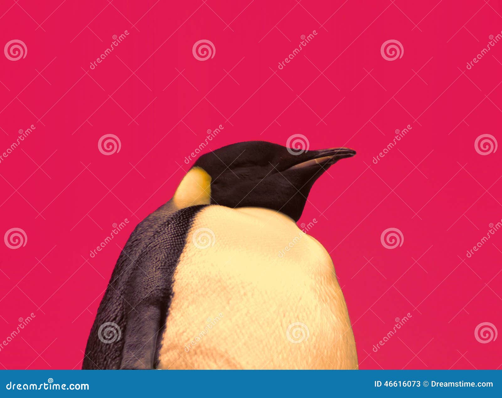 Pink Penguin stock image. Image of pink, bright, penguin - 46616073