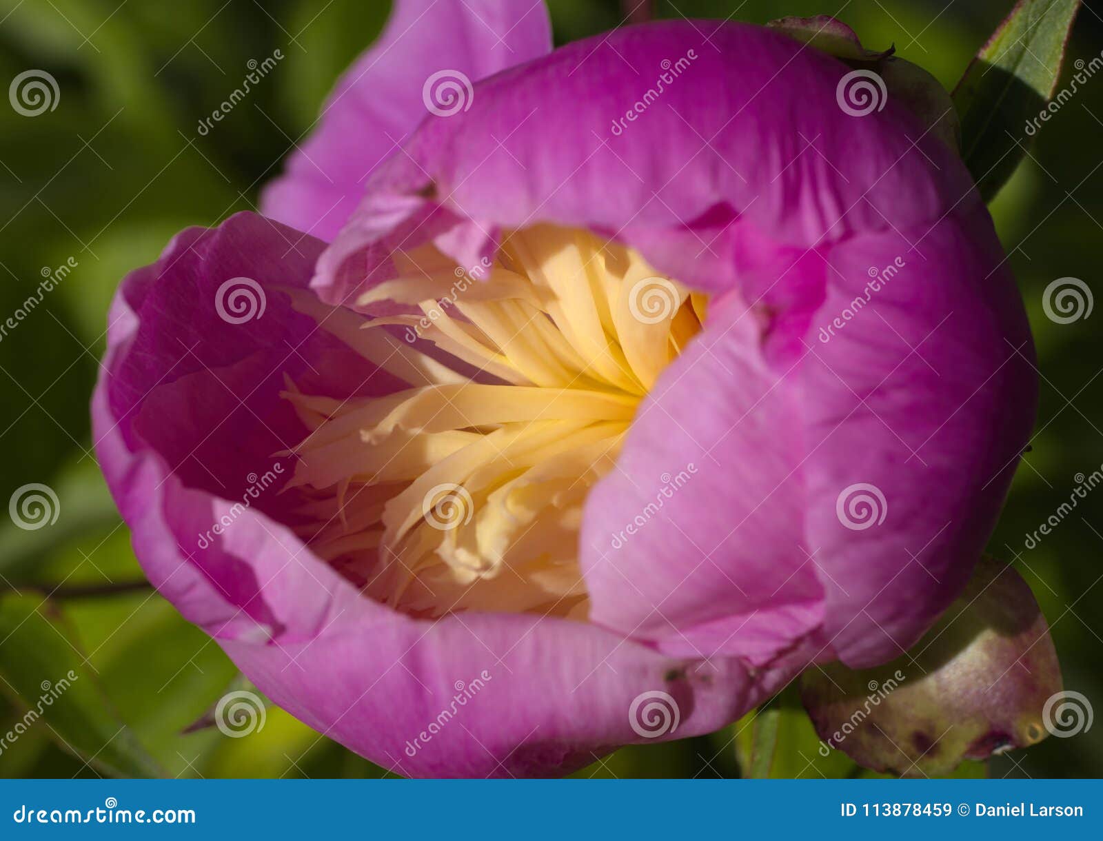 Pink Peone stock image. Image of flower, bloom, petals - 113878459