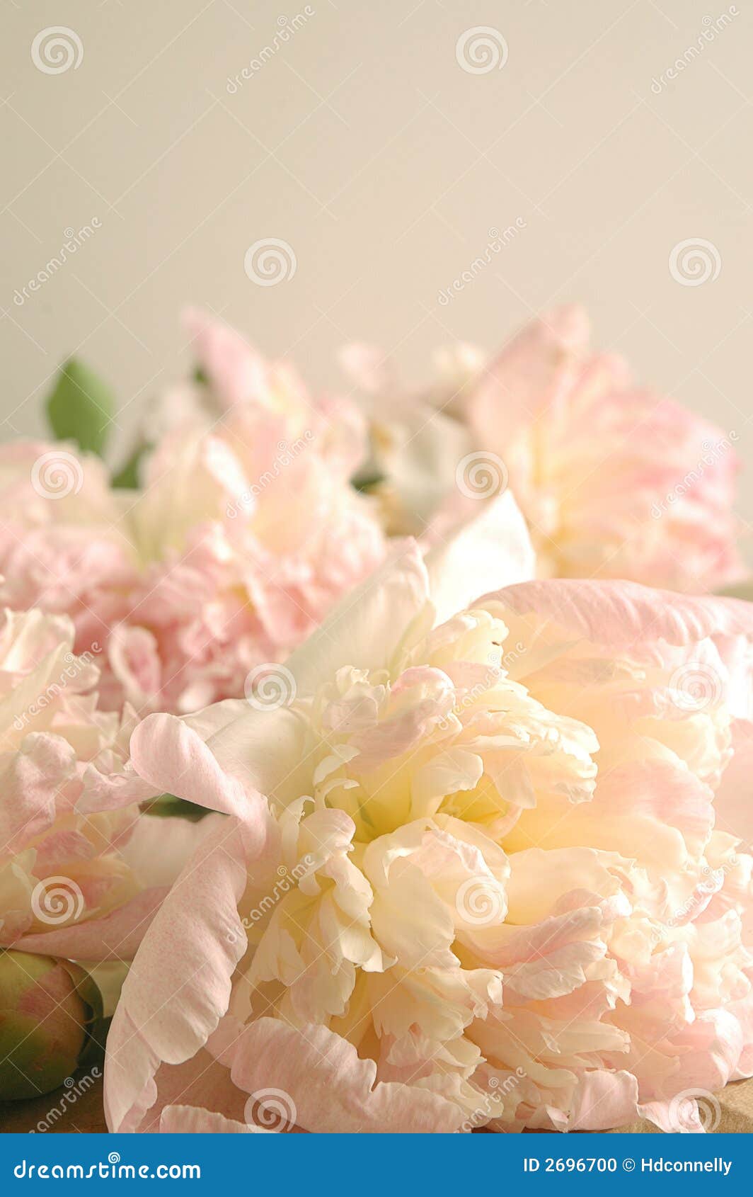Pink peonies stock photo. Image of close, floral, pink - 2696700
