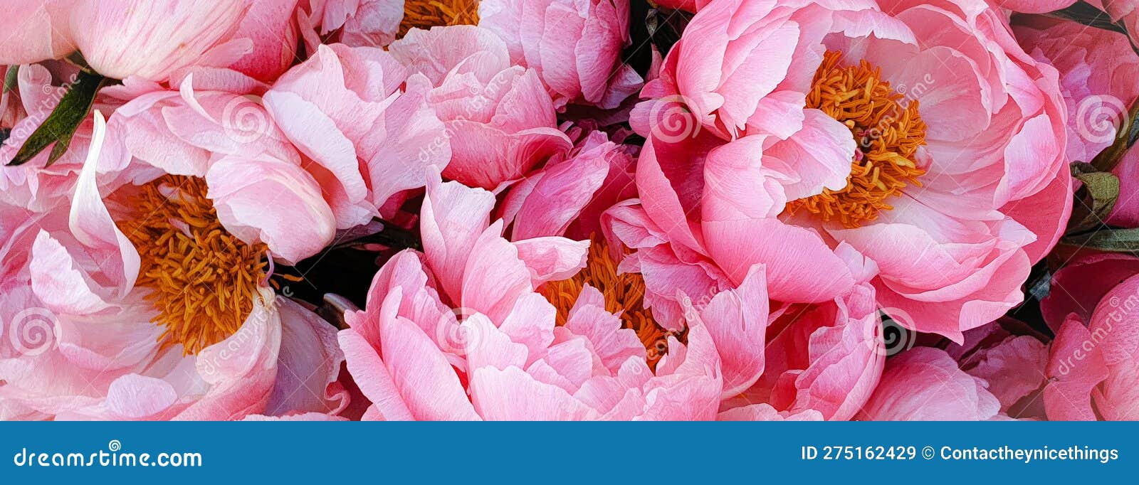 Pink peonies stock image. Image of color, budding, nature - 275162429