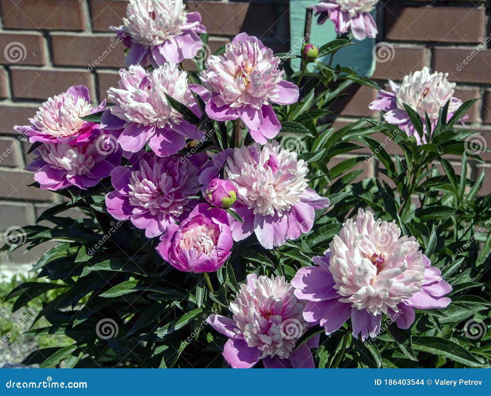 Pink Peonies Bloomed in the Garden Stock Photo - Image of freshness ...