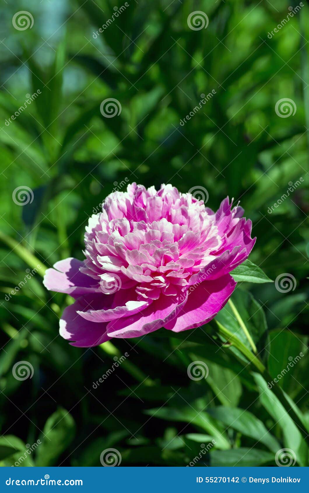 Pink Peonies . stock photo. Image of decorate, bloom - 55270142