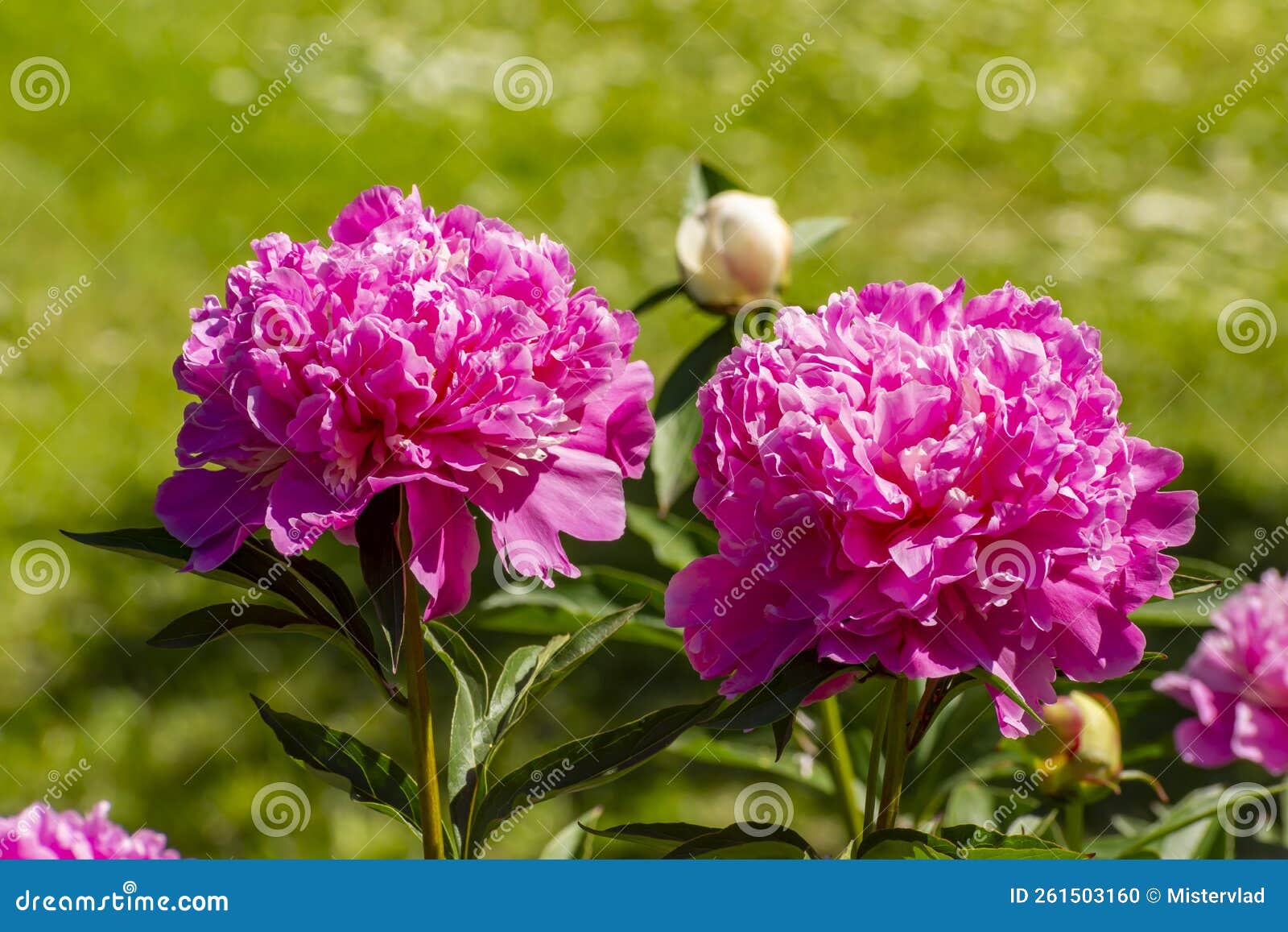 Pink Peonies in Full Bloom in Summer Stock Photo - Image of botanical ...