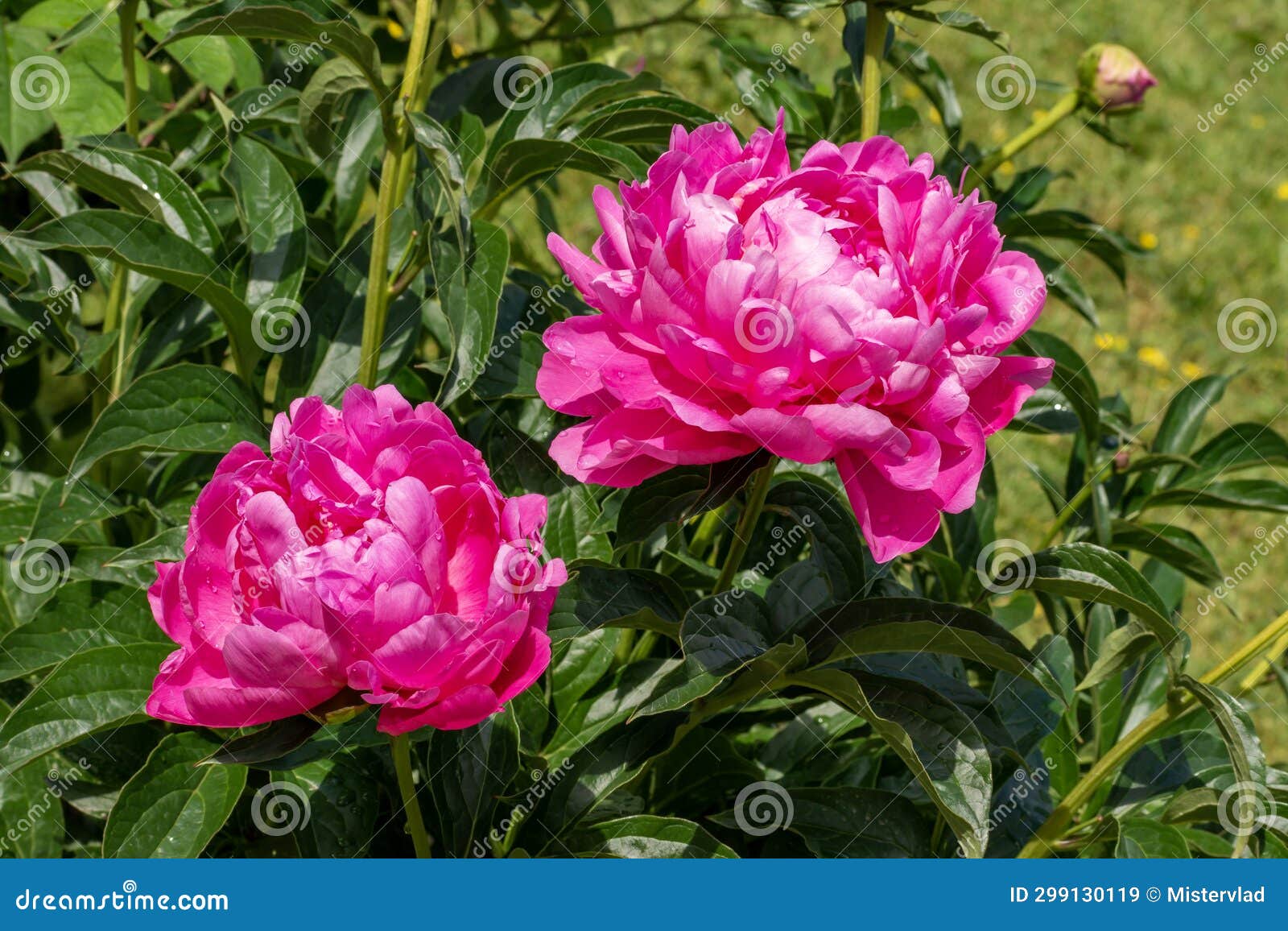 Pink Peonies in Full Bloom in Summer Stock Image - Image of decoration ...
