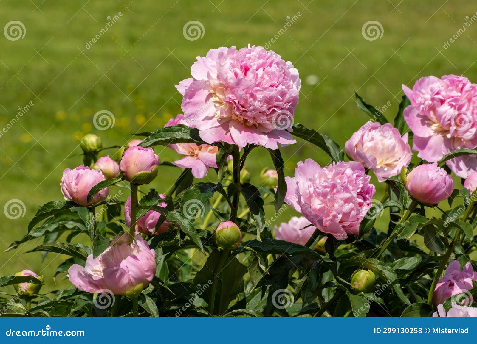 Pink Peonies in Full Bloom in Summer Stock Photo - Image of botany ...