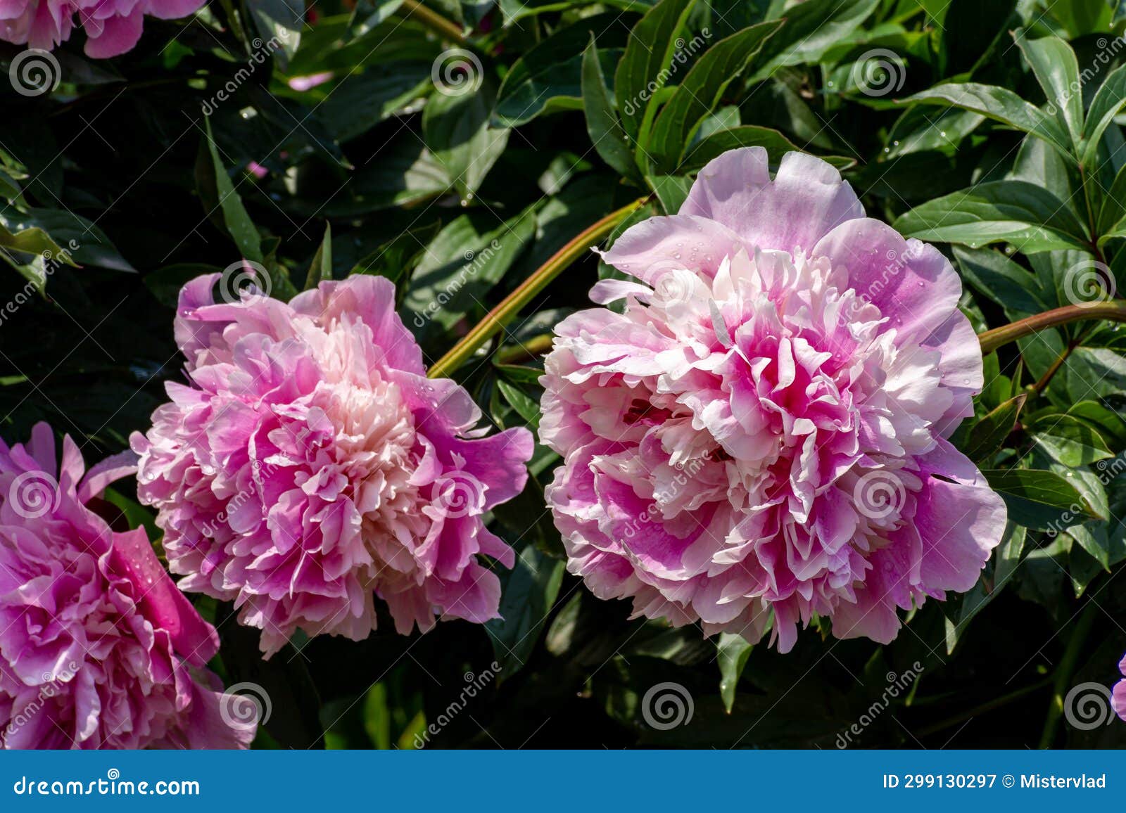Pink Peonies in Full Bloom in Summer Stock Image - Image of landscape ...