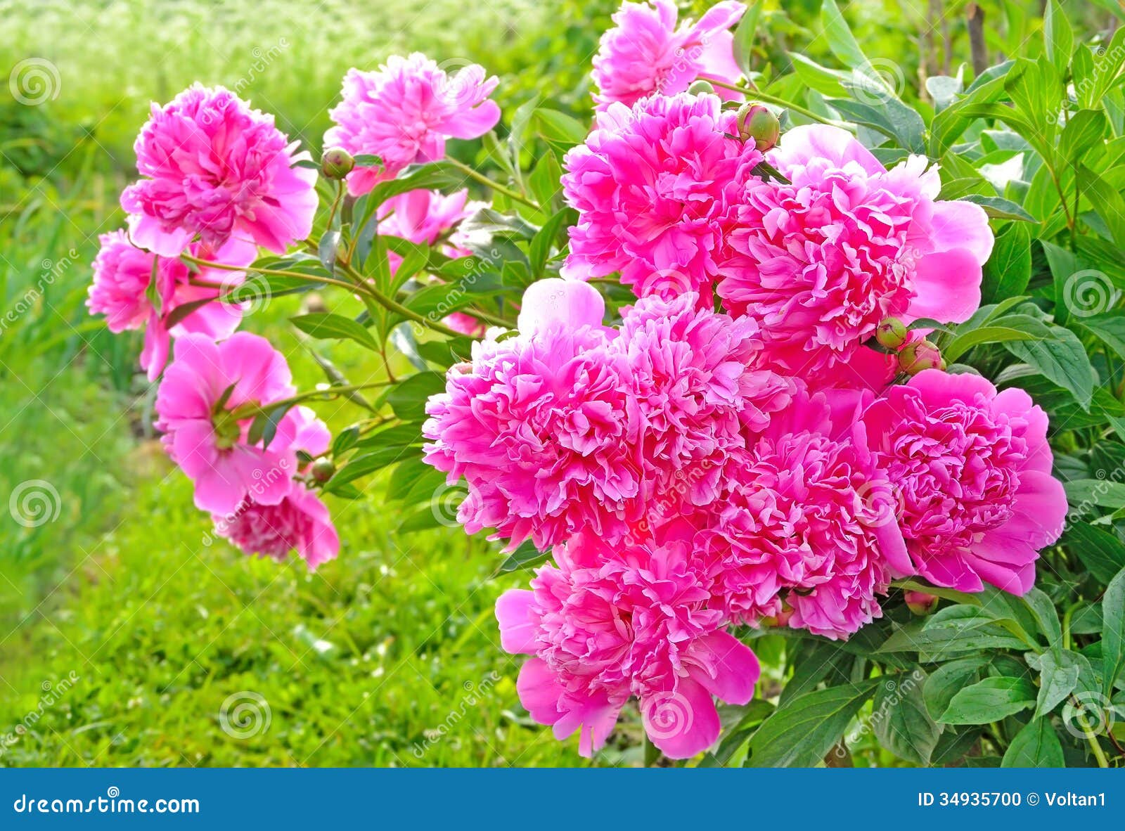 Pink peonies stock photo. Image of background, growth - 34935700