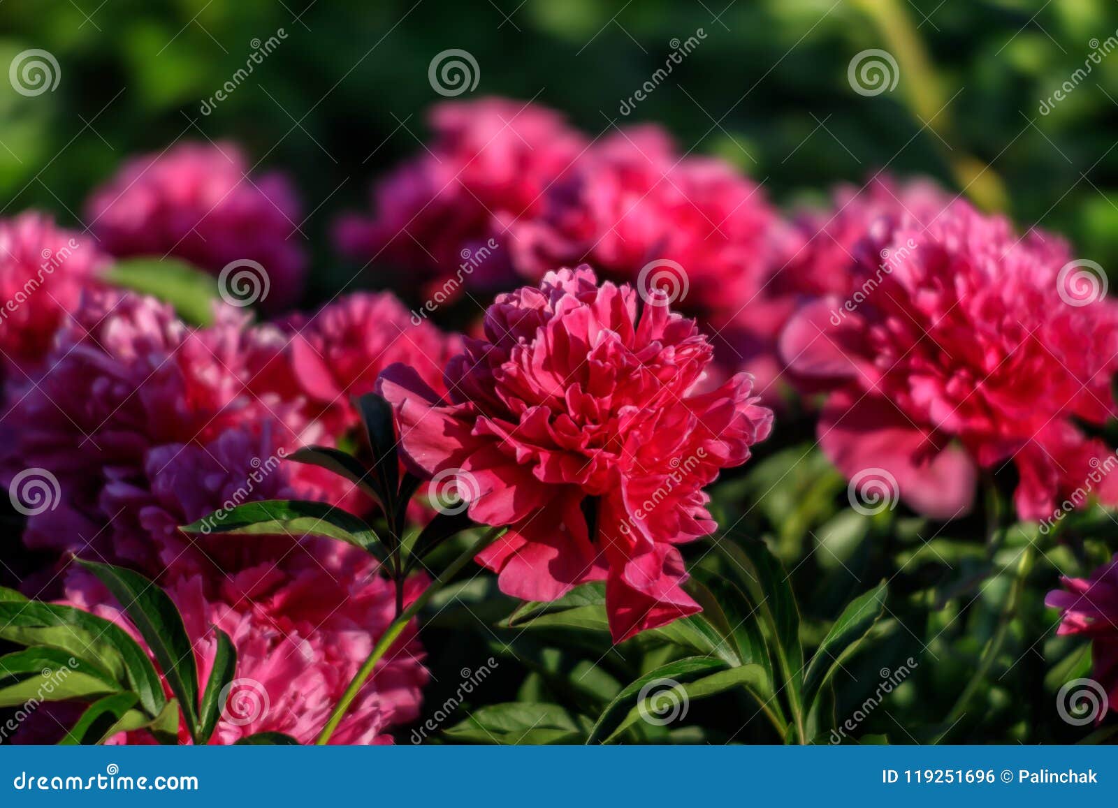Pink peonies in the garden stock photo. Image of flora - 119251696
