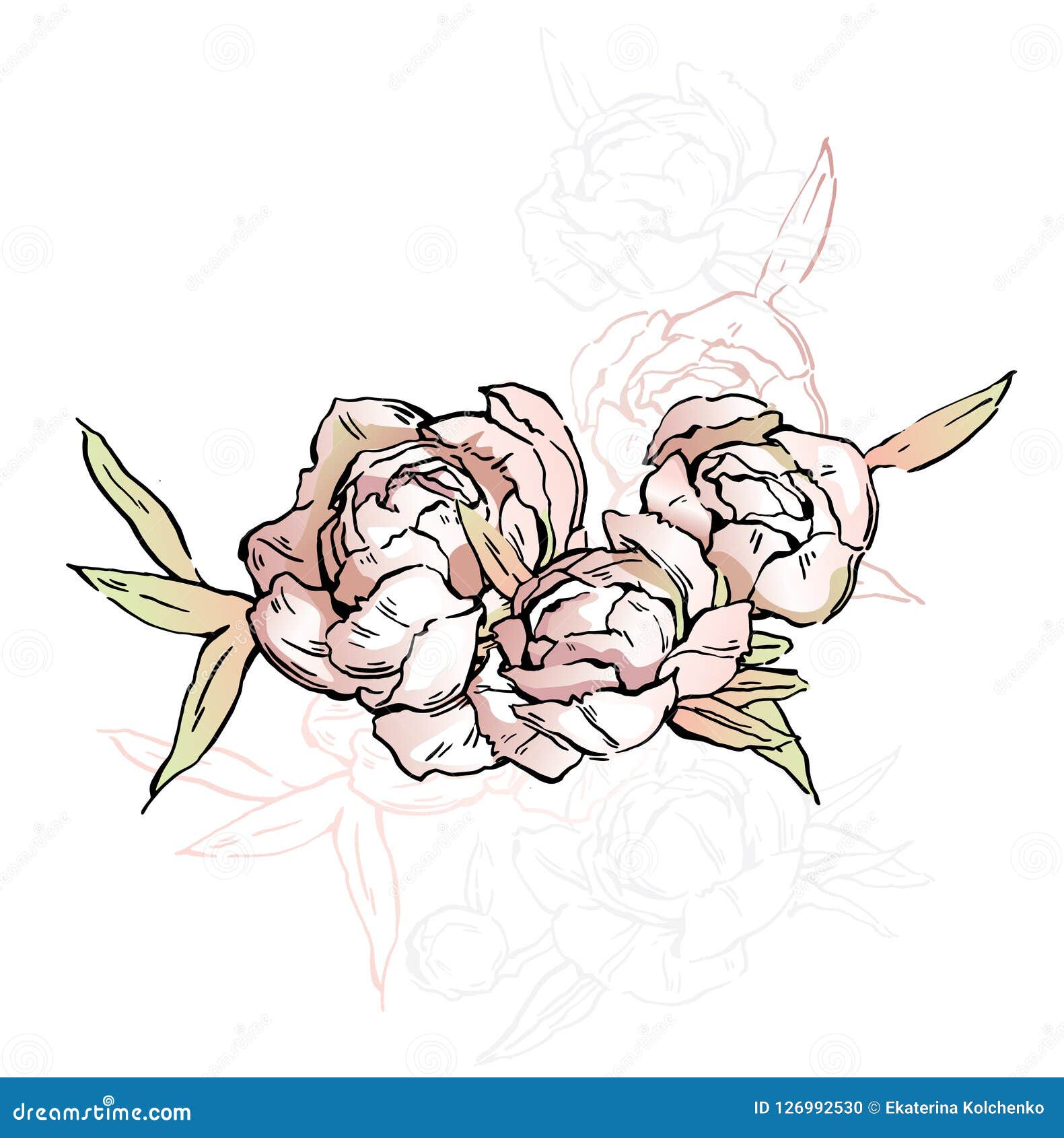 Pink Peonies. Vector Illustration Stock Vector - Illustration of ...