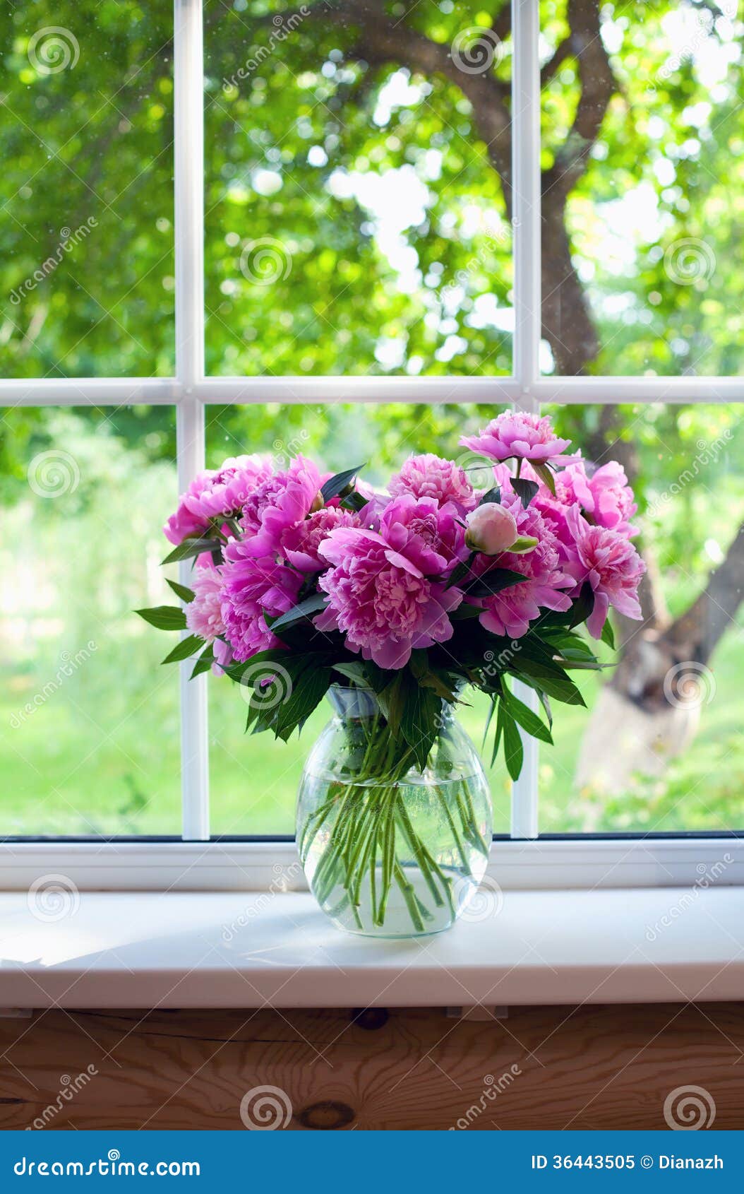 Pink Peonies on Window Sill Stock Image - Image of love, flowers: 36443505