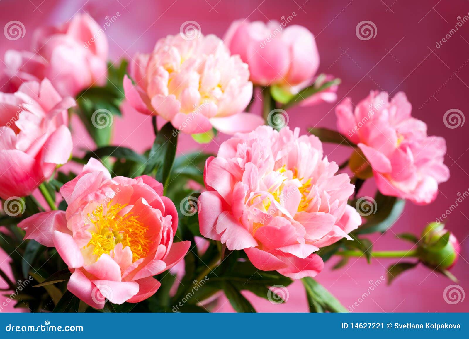 Pink peony stock image. Image of life, fragrance, botanical - 14627221