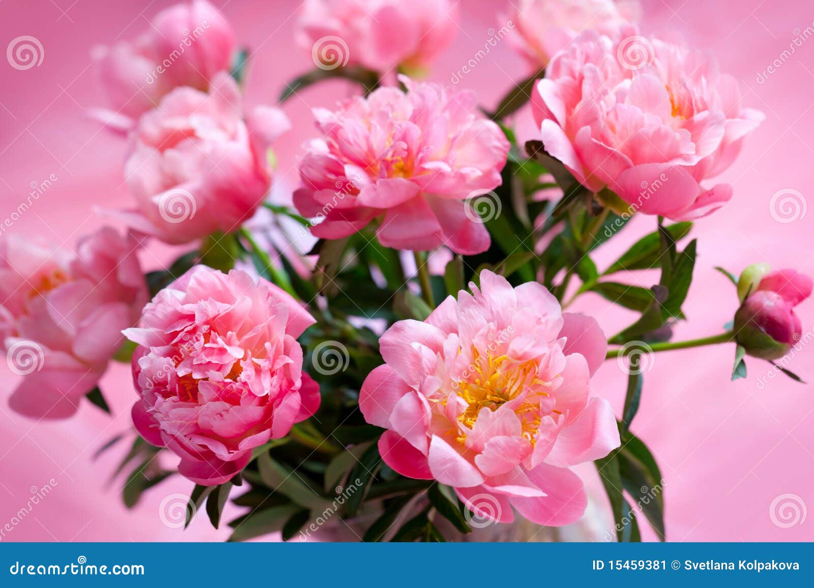 Pink peony stock image. Image of blooming, pink, bouquet - 15459381