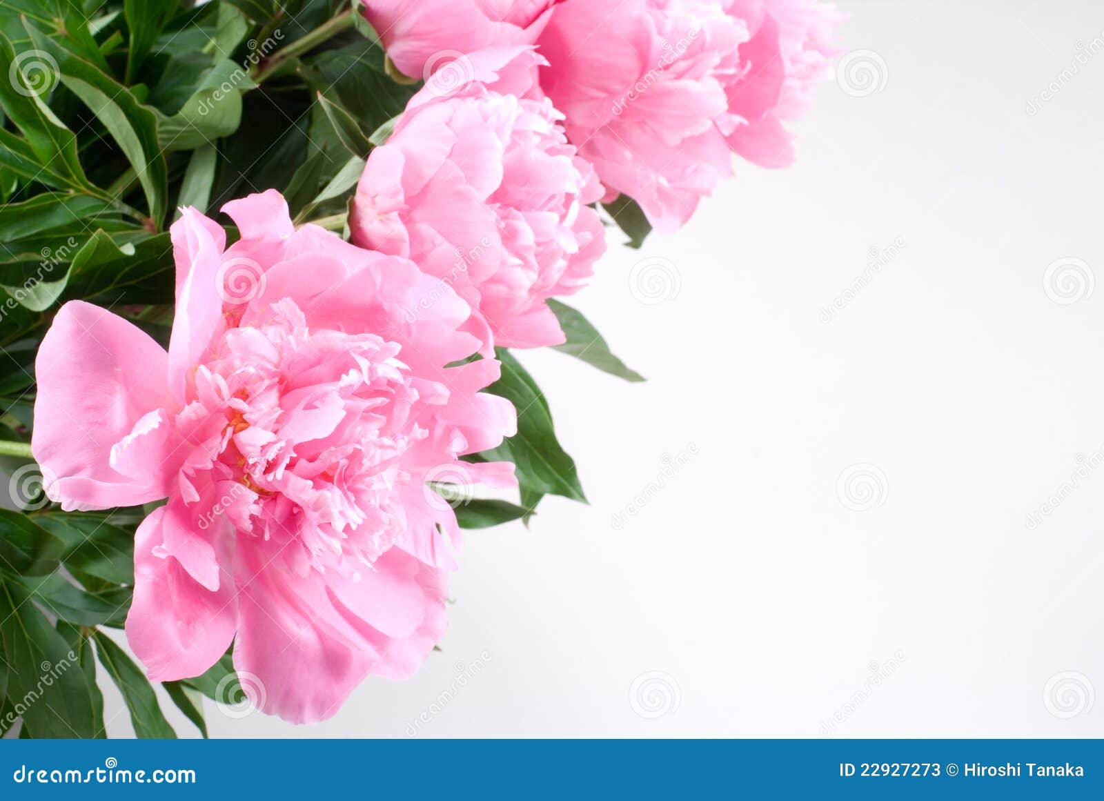 Pink peony stock image. Image of flower, bright, beauty - 22927273