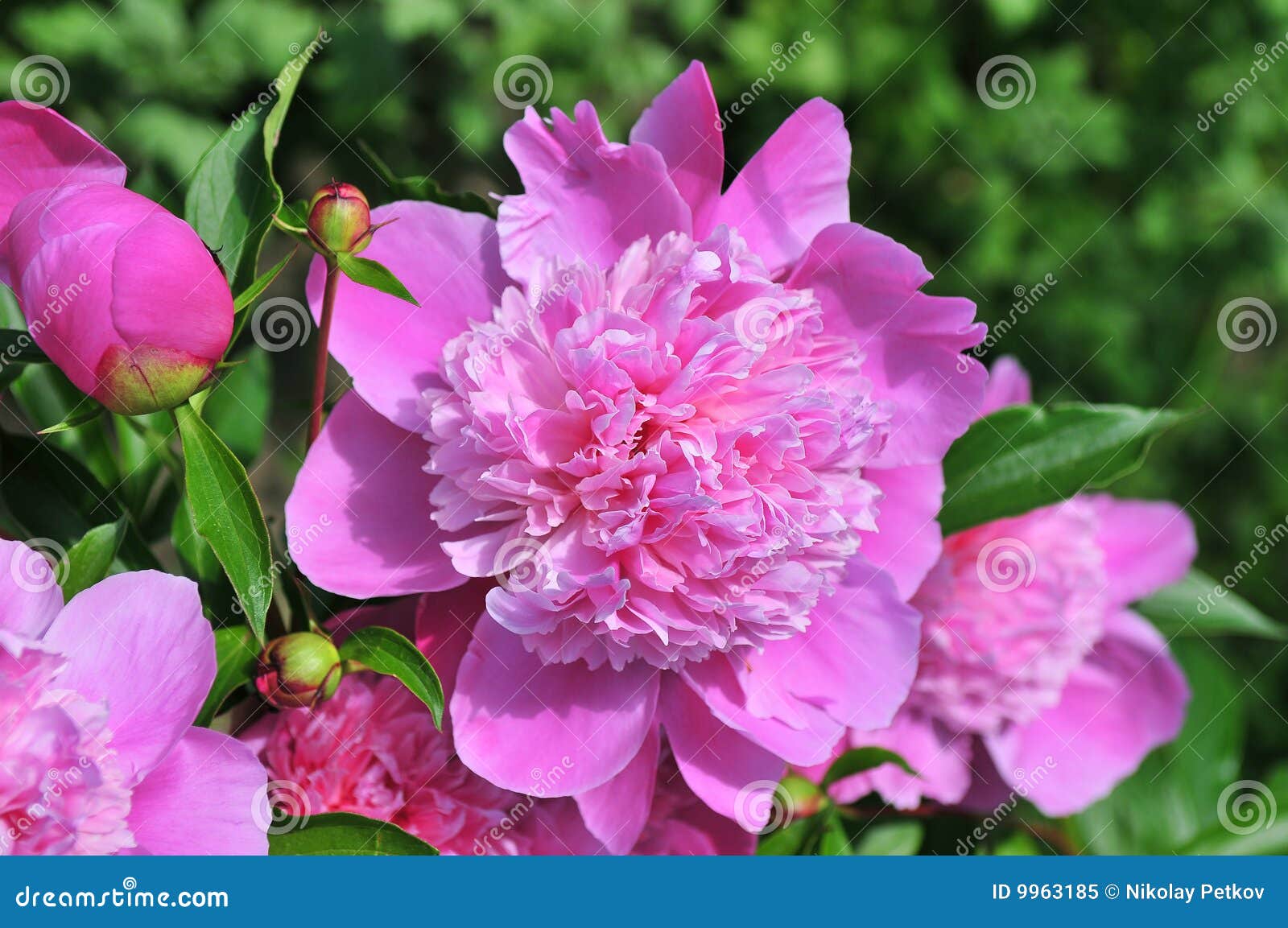 Pink peony stock image. Image of arrangement, fragrant - 9963185
