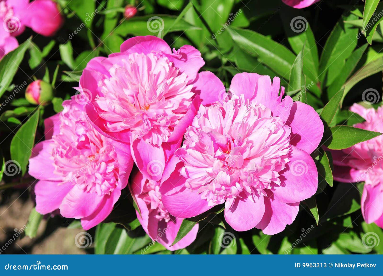 Pink peony stock image. Image of beauty, garden, delicate - 9963313