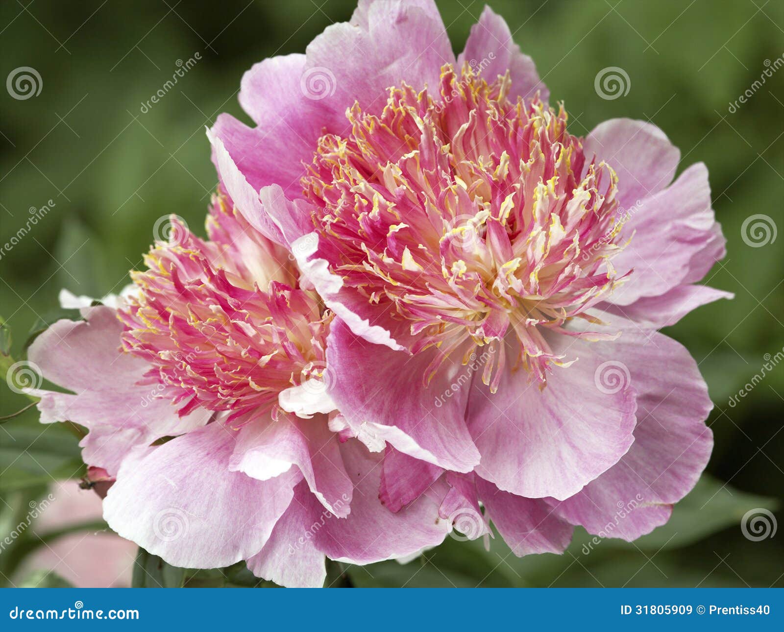 Pink peony stock image. Image of variety, summer, freshness - 31805909