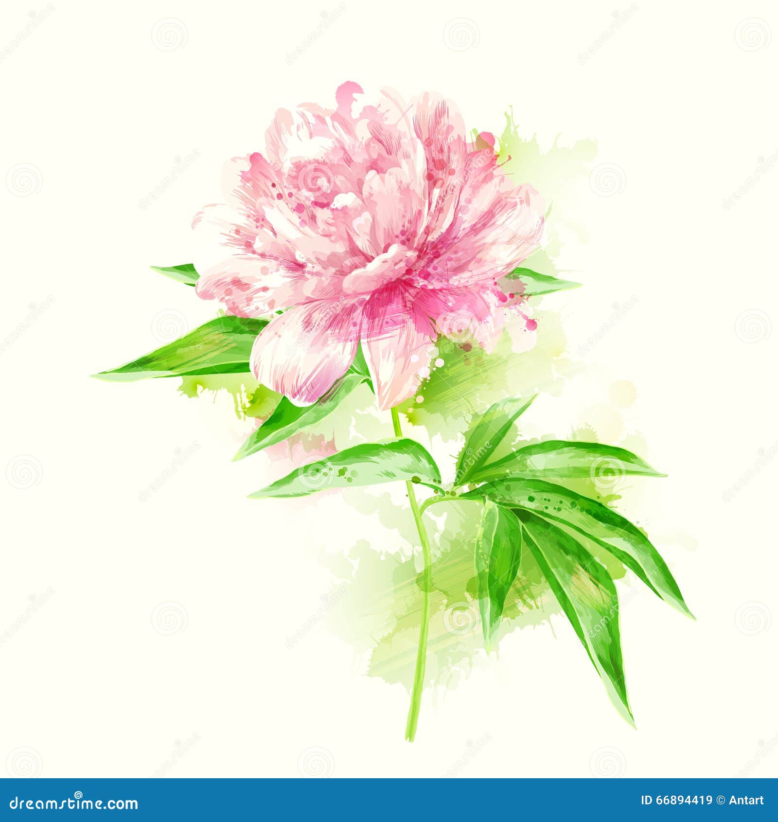 Pink Peony Flower Border Isolated On White Background. Vector ...
