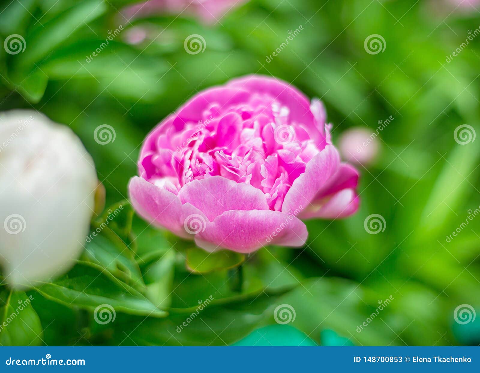 Pink Peony Bud in Dense Leaves Stock Image - Image of blur, plants ...