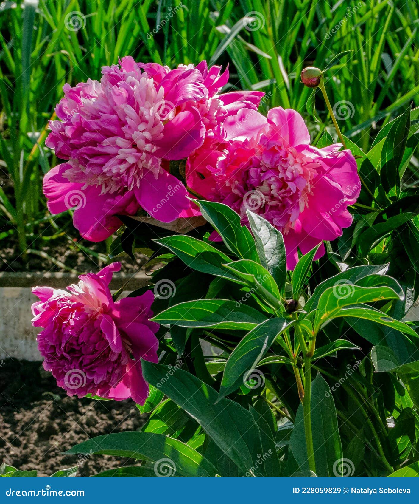 Pink peony bush stock image. Image of bloom, nature - 228059829