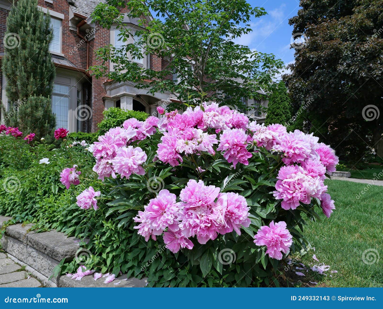 Pink peony bush stock image. Image of front, flowers - 249332143