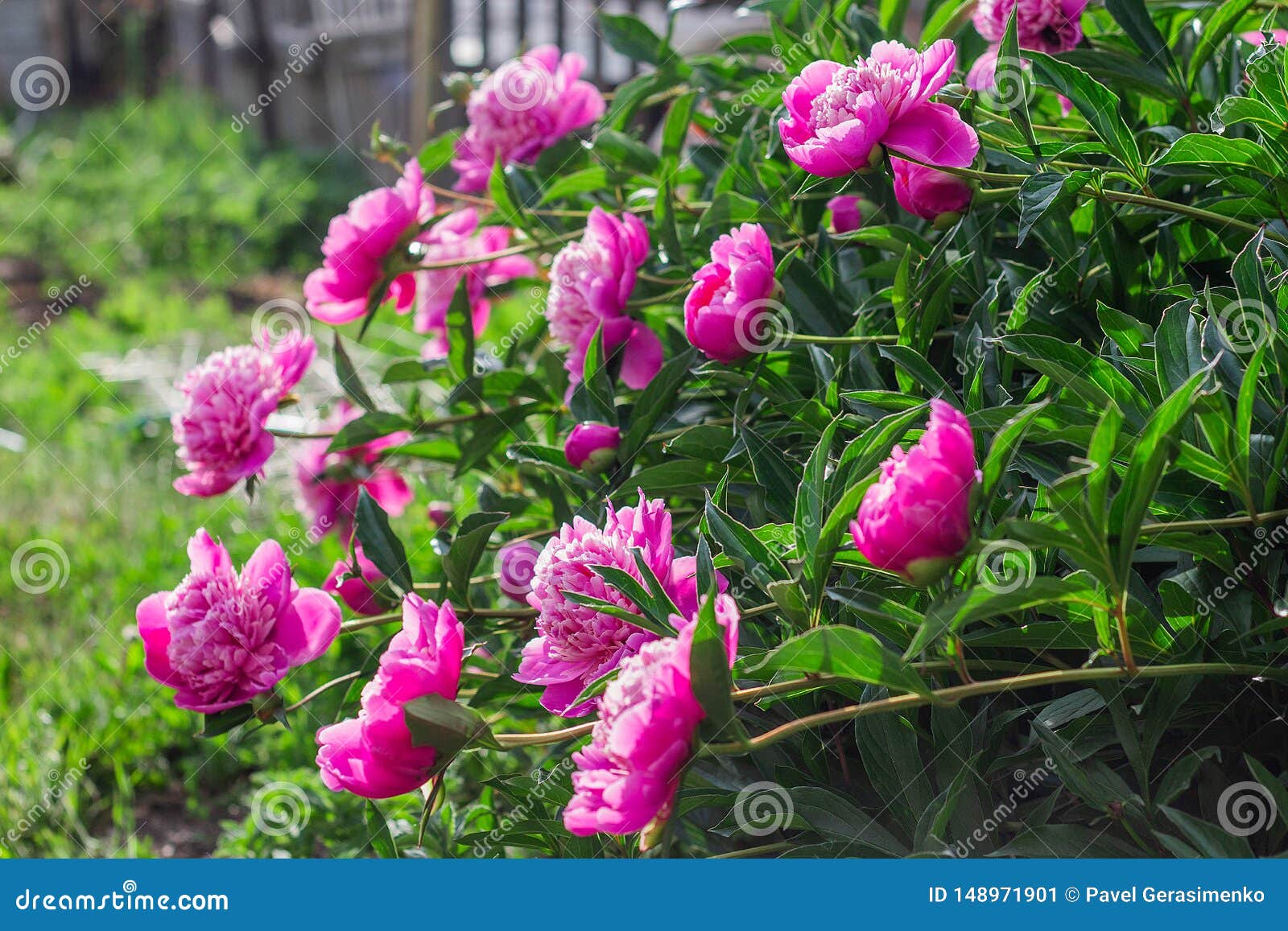 Pink Peony Bush Growing in the Garden Stock Image - Image of gardening ...