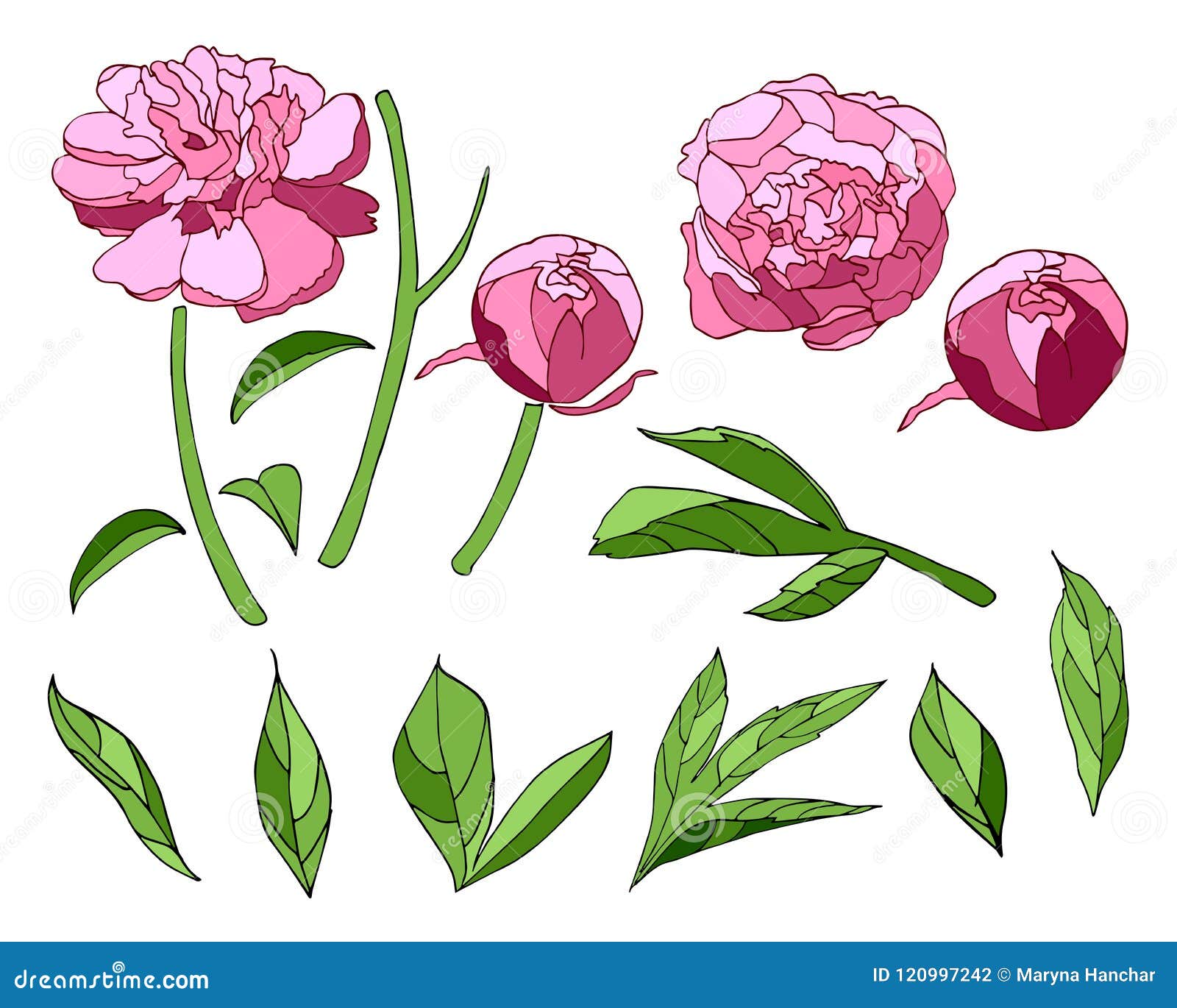 Pink Peony elements set stock vector. Illustration of green - 120997242