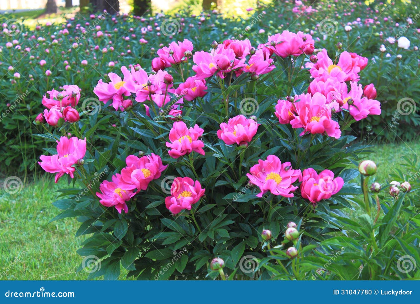 Pink Peony Field stock photo. Image of green, growing - 31047780