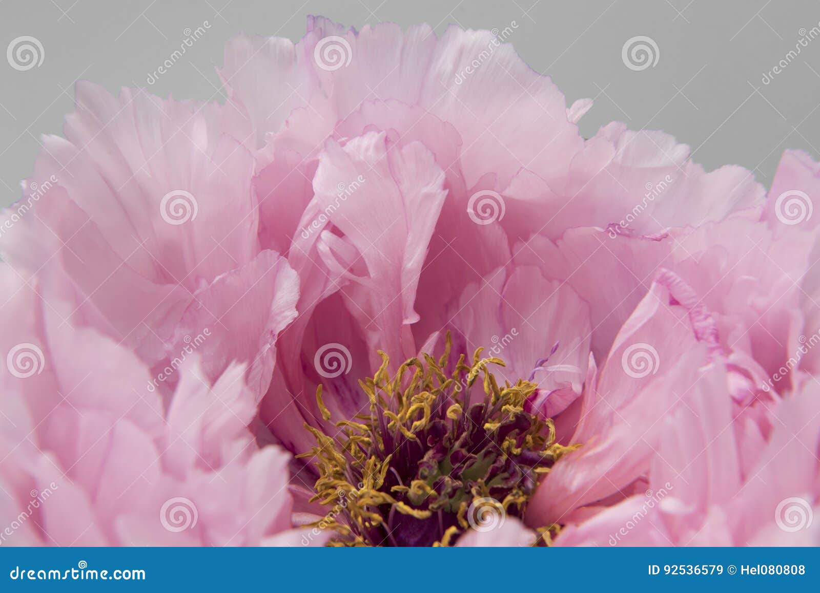 Pink Peony, Soft Colors, Opened Tree Peony. Part of Soft Colored Peony ...