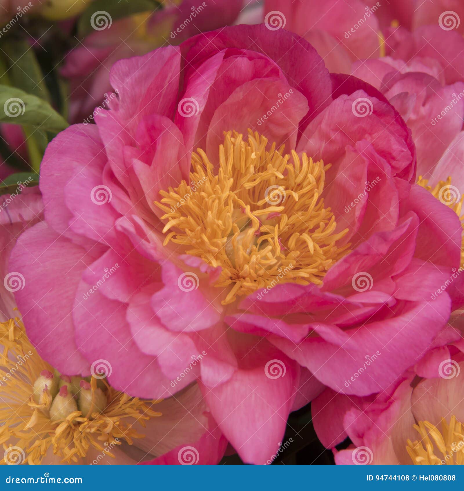 Pink Peony stock photo. Image of flowering, common, peony - 94744108