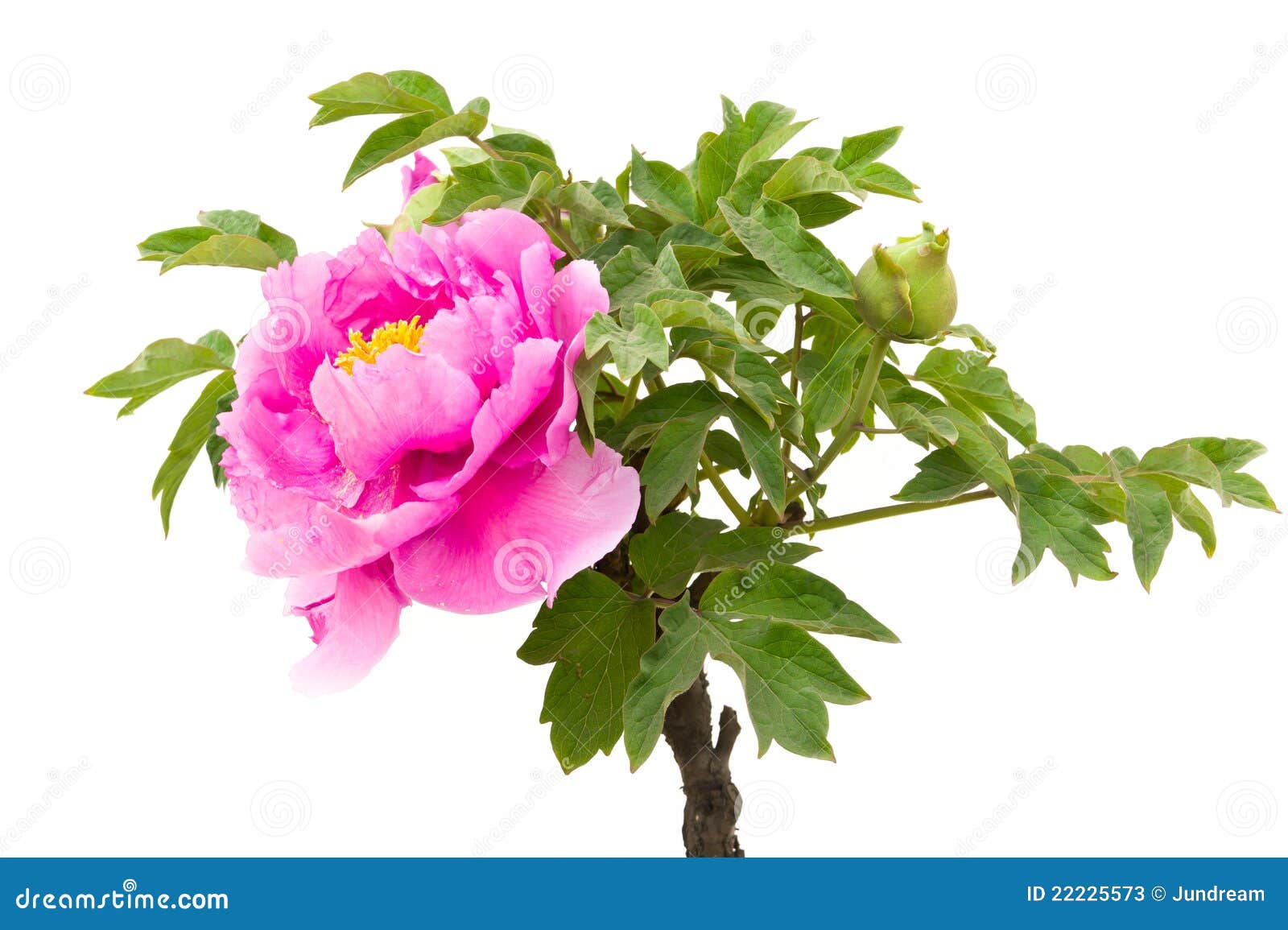 Pink peony flower stock image. Image of colorful, china - 22225573