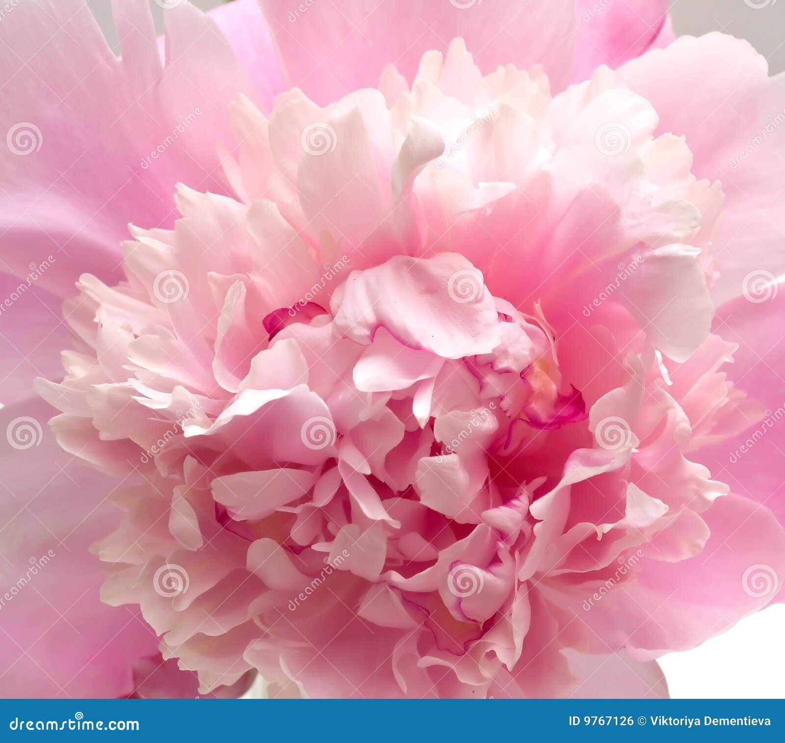 Pink Peony Flower Background Stock Photo - Image of toned, nature: 9767126