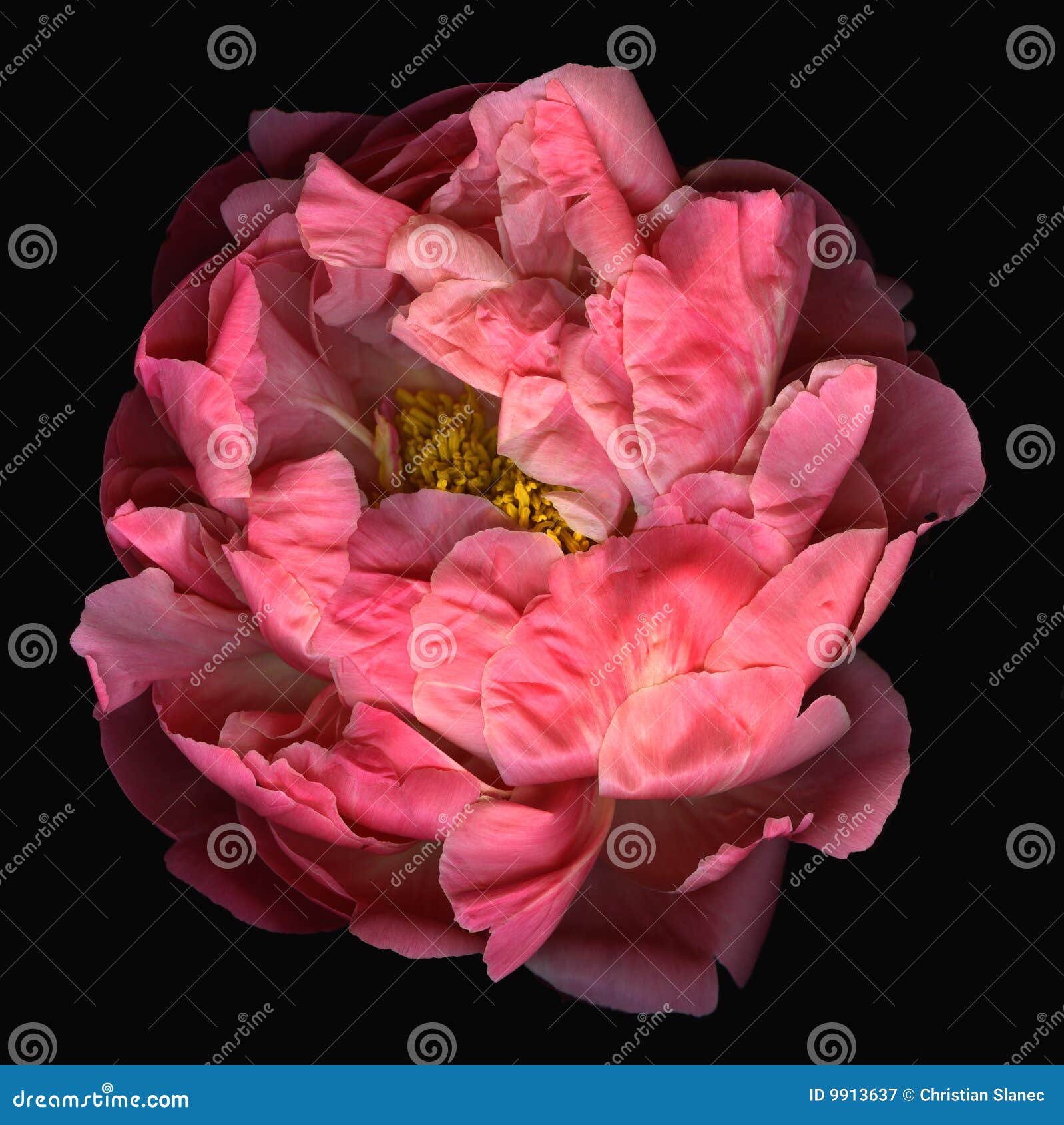 Pink peony flower bloom stock image. Image of leaves, natural - 9913637