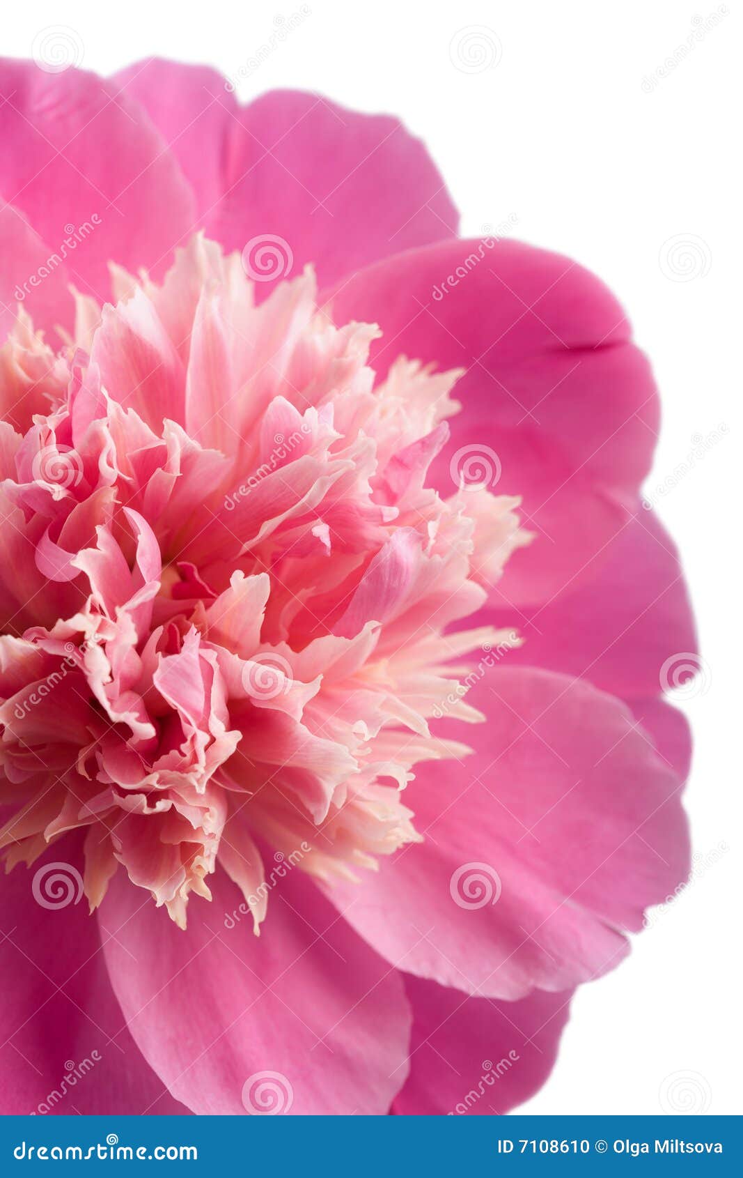 Pink peony flower isolated stock photo. Image of isolated - 7108610