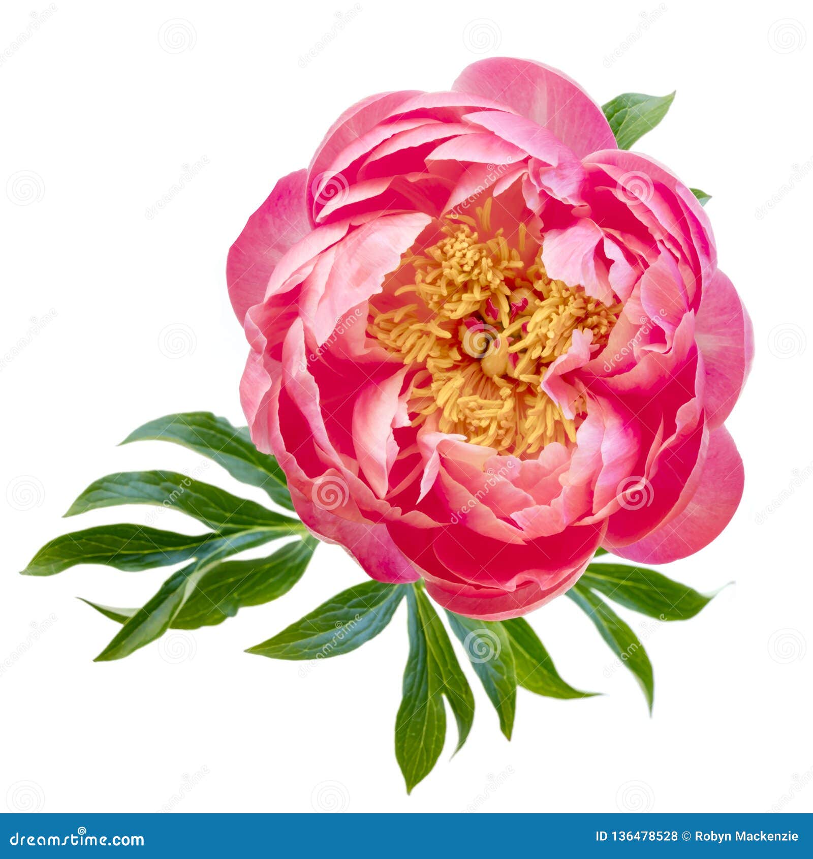 Pink Peony Flower Isolated Top View Stock Photo - Image of beautiful ...