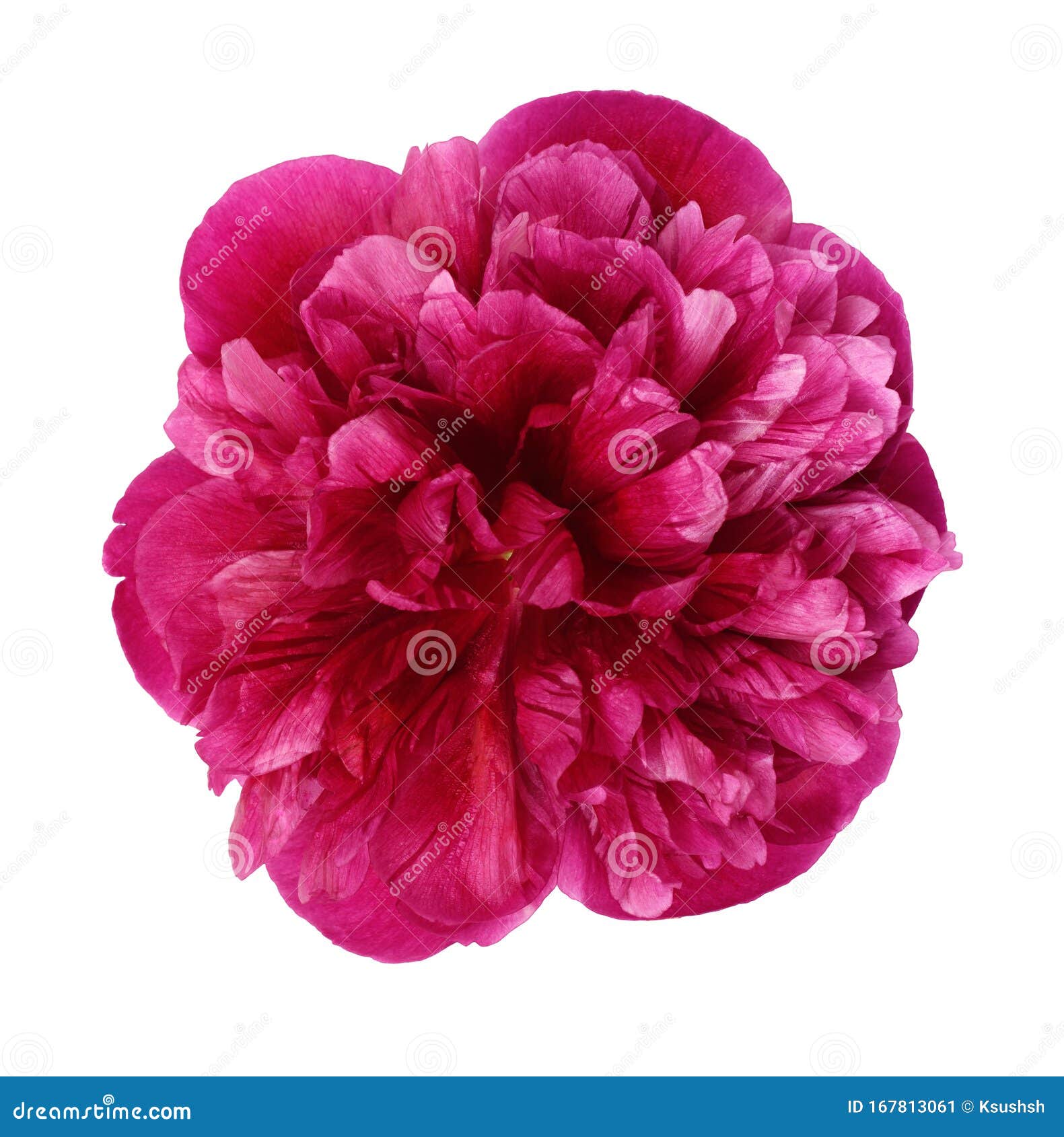 Pink peony flower stock image. Image of blossom, flowers - 167813061